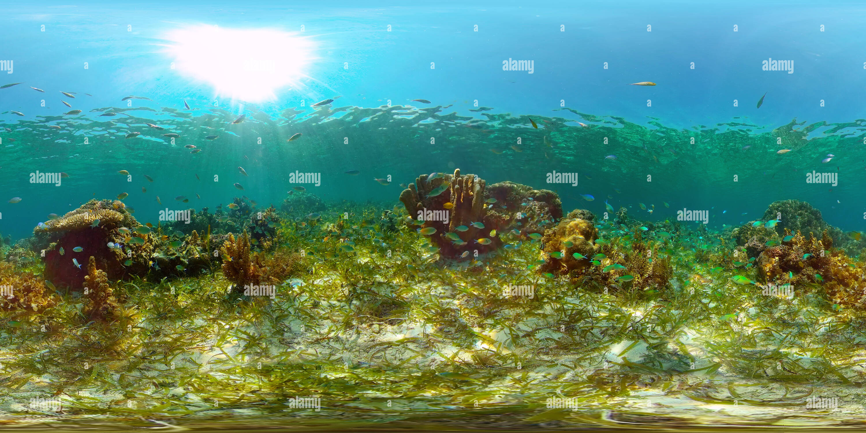 360° view of Tropical underwater sea fish. Philippines - Alamy