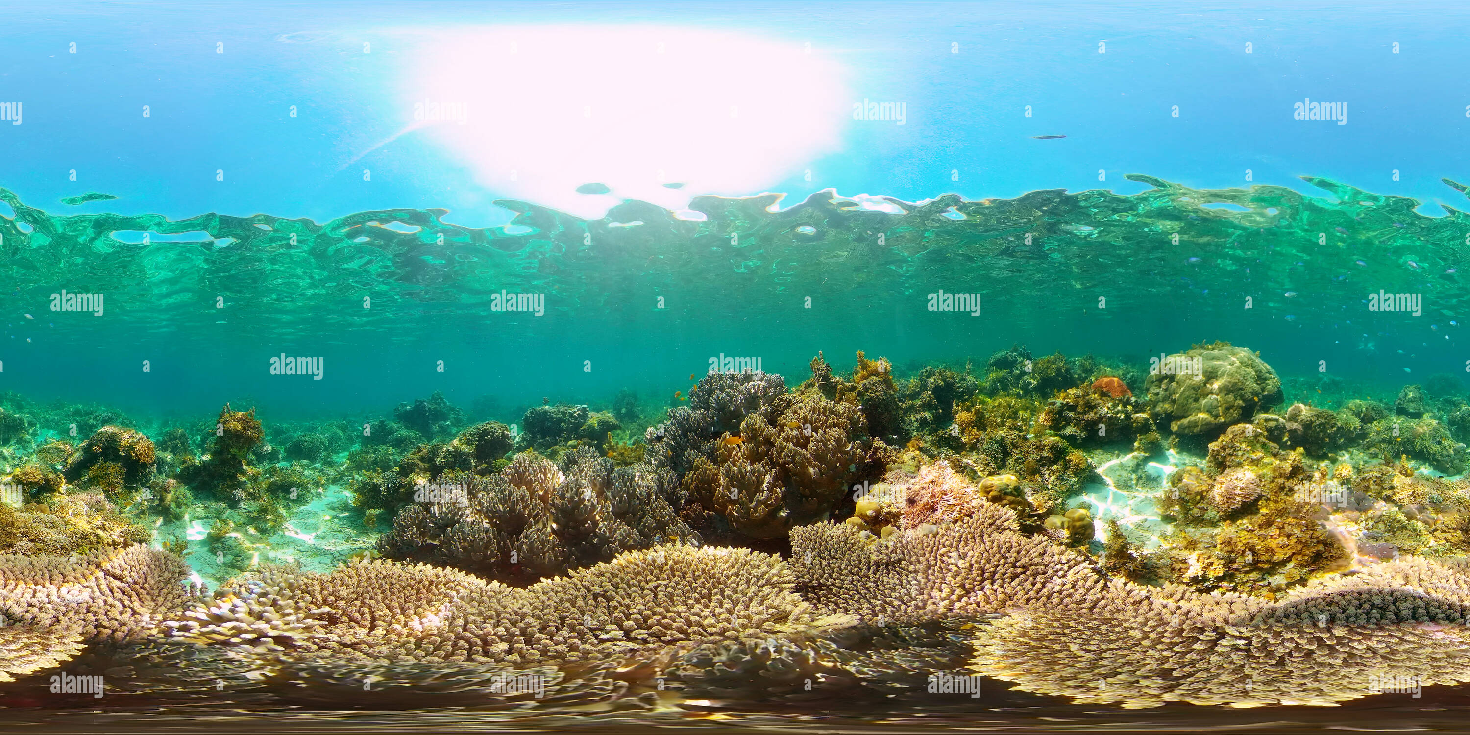 360° view of Underwater fish reef marine. Tropical colourful underwater ...