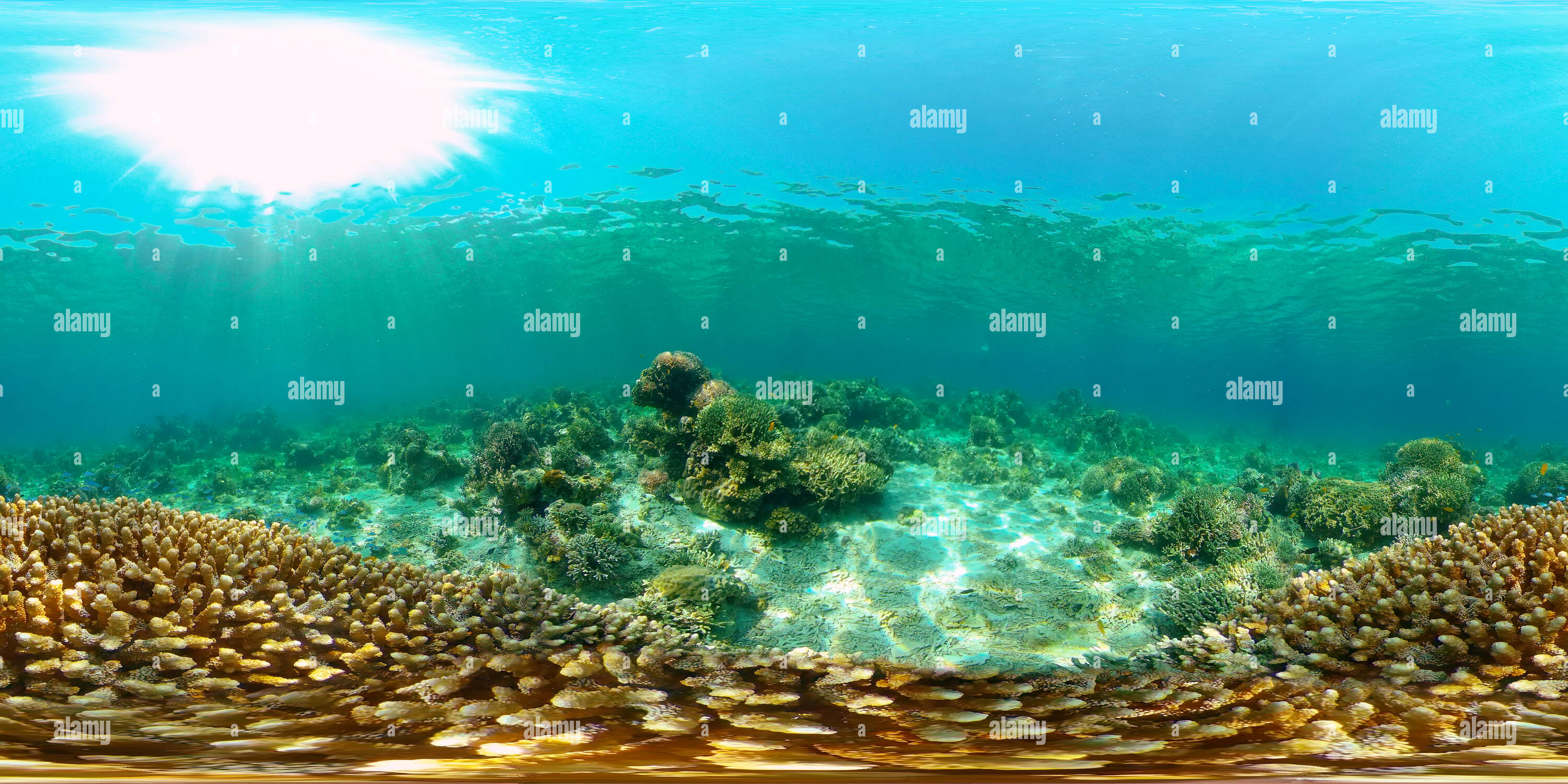 360° view of Underwater fish reef marine. Tropical colourful underwater ...