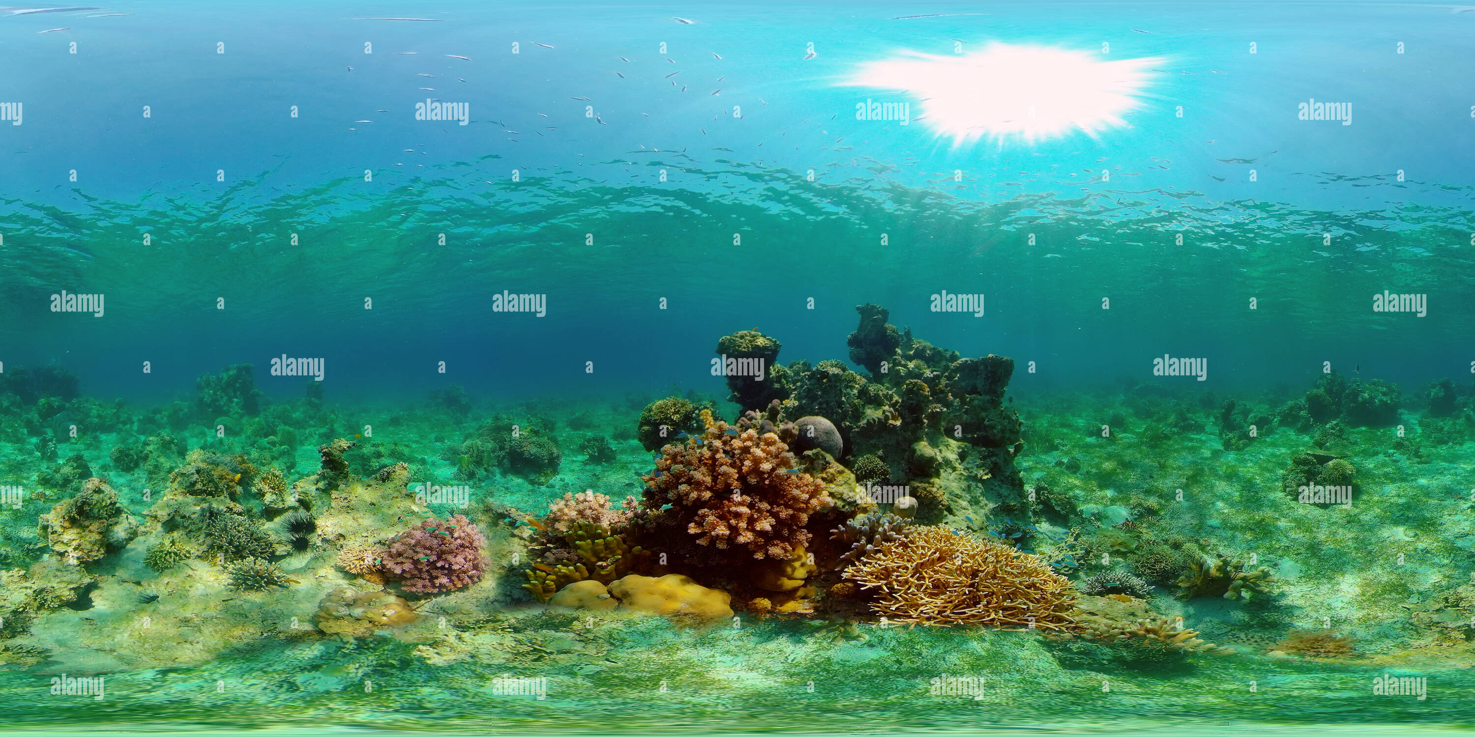 360° view of Underwater fish reef marine. Tropical colourful underwater ...