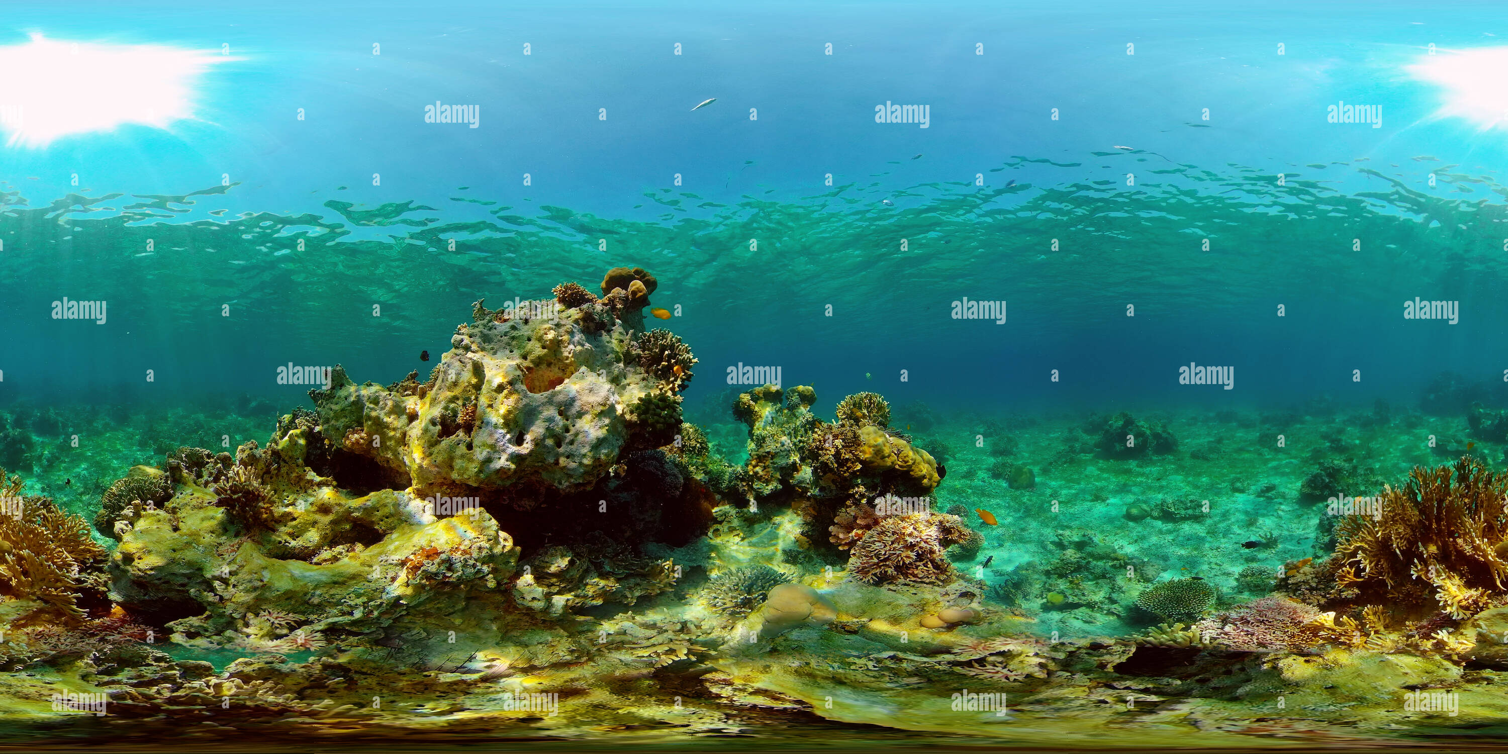 360° view of Colourful tropical coral reef. Scene reef - Alamy