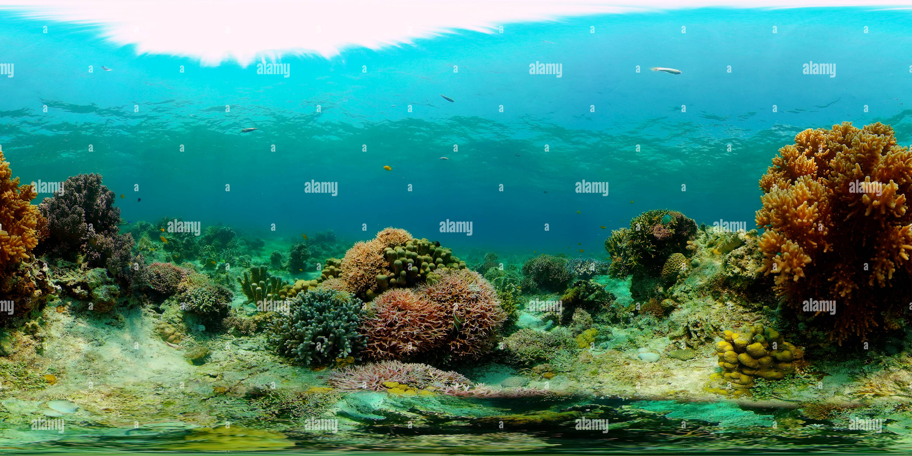 360° view of Tropical coral reef. Scene reef - Alamy