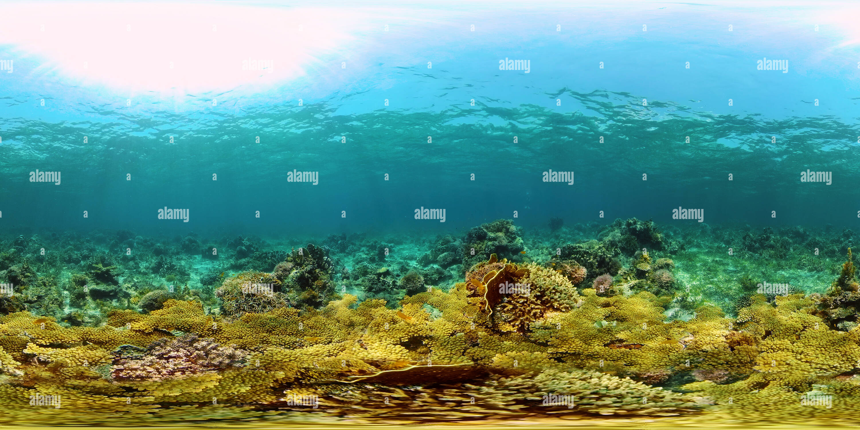 360° view of Tropical coral reef. Scene reef - Alamy