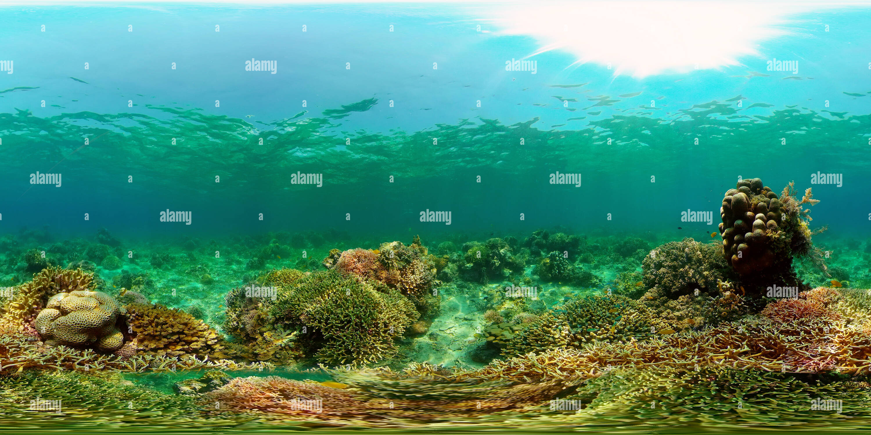 360° view of Tropical coral reef. Scene reef - Alamy