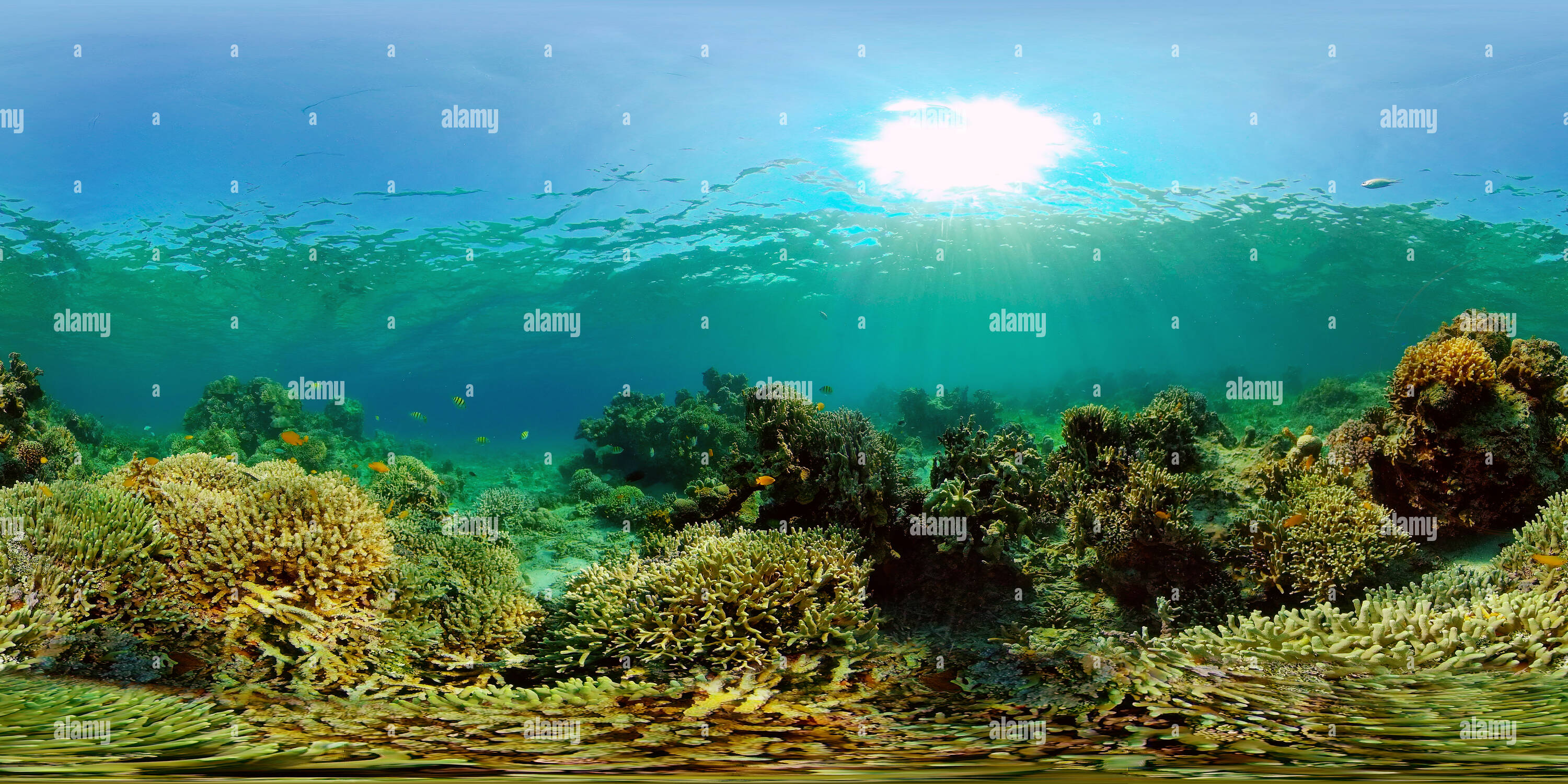 360° view of Coral reef and tropical fish underwater - Alamy