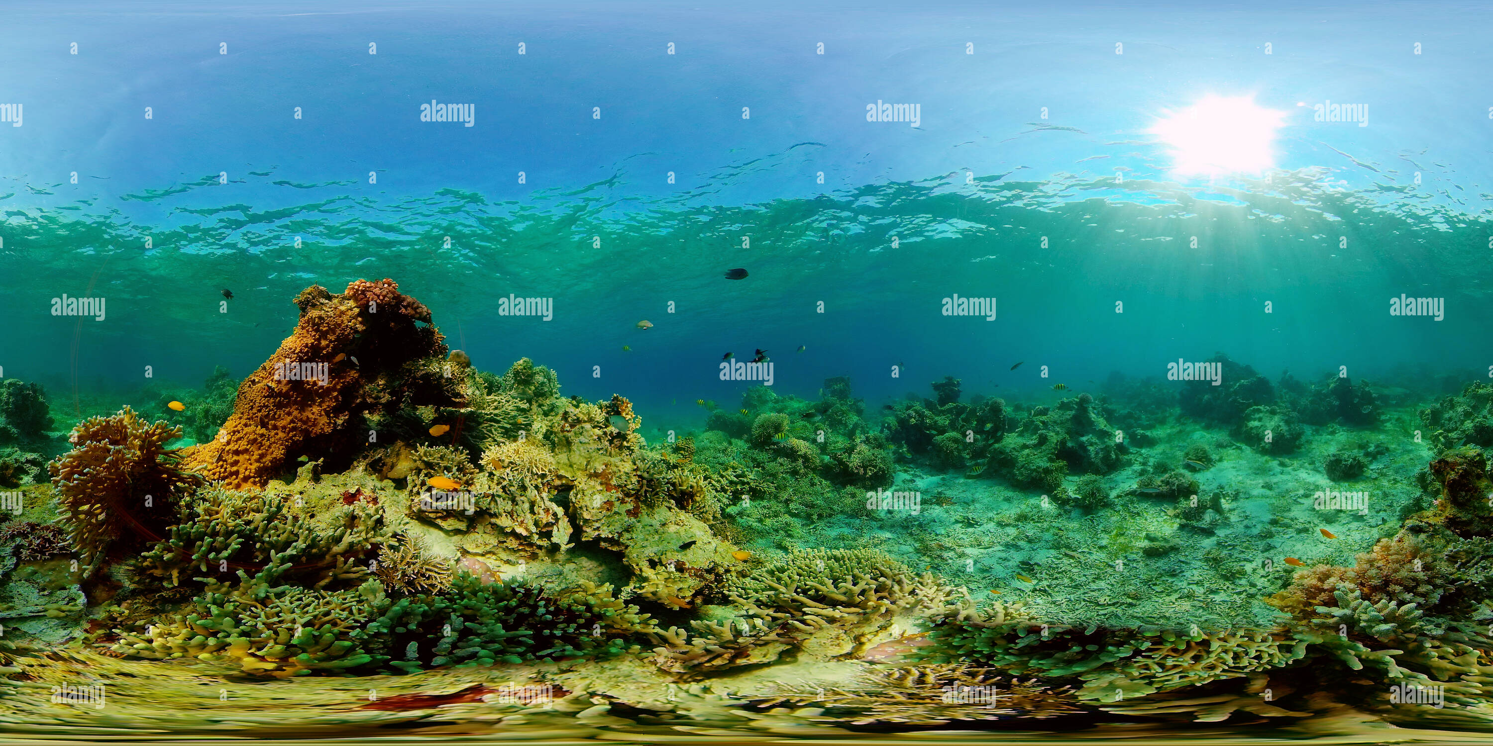 360° view of Coral reef and tropical fish underwater - Alamy
