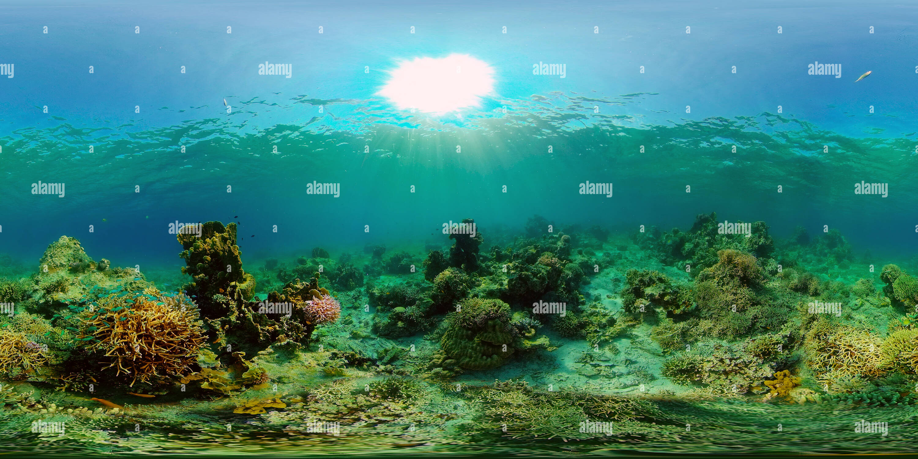 360° view of Coral reef and tropical fish underwater - Alamy