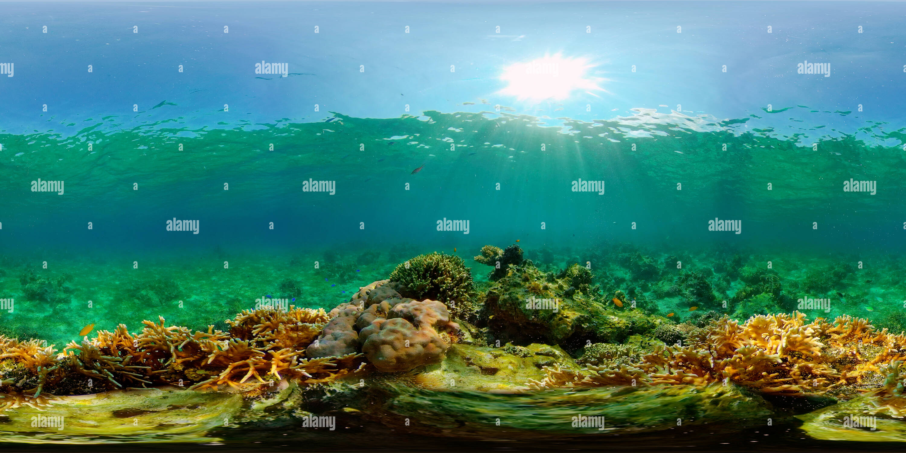 360° view of Underwater fishes and corals - Alamy