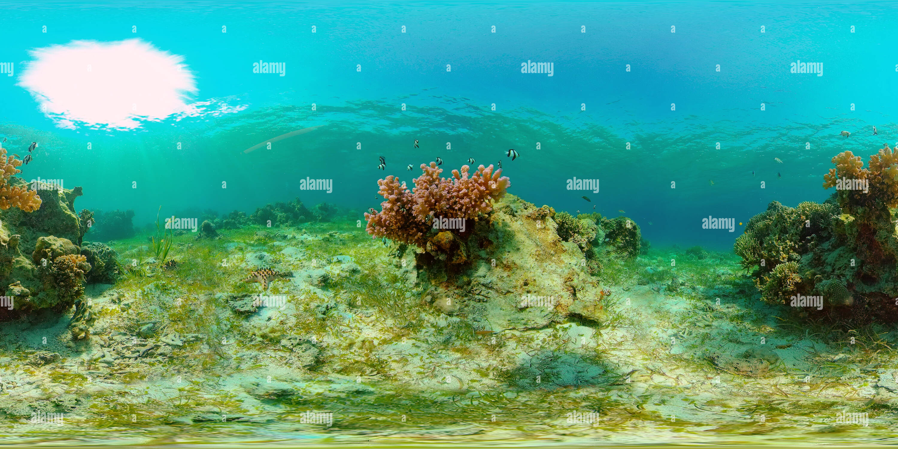360° view of Underwater fishes and corals - Alamy