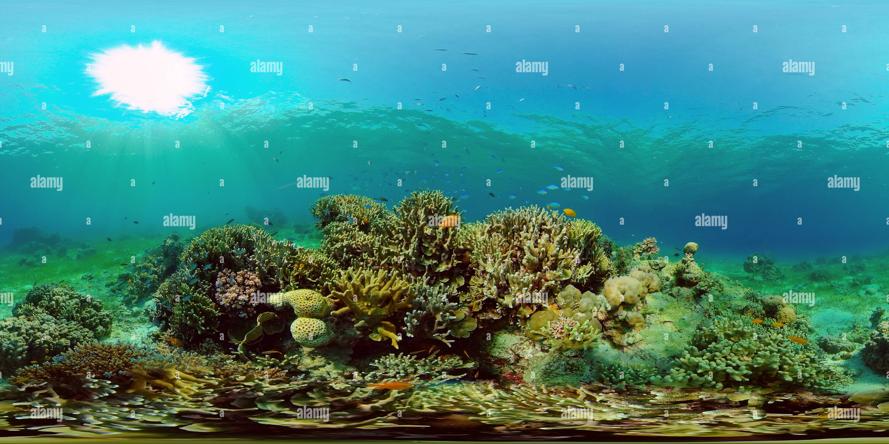 360° view of Underwater fishes and corals - Alamy