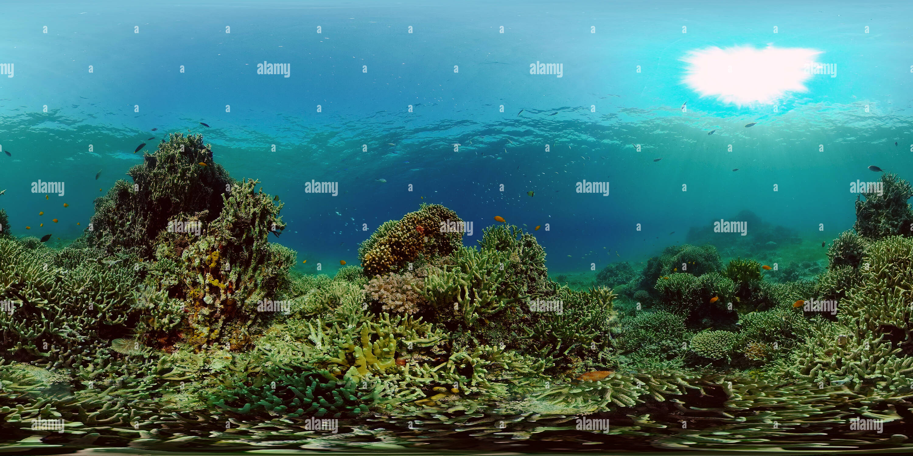360° view of Underwater fishes and corals - Alamy