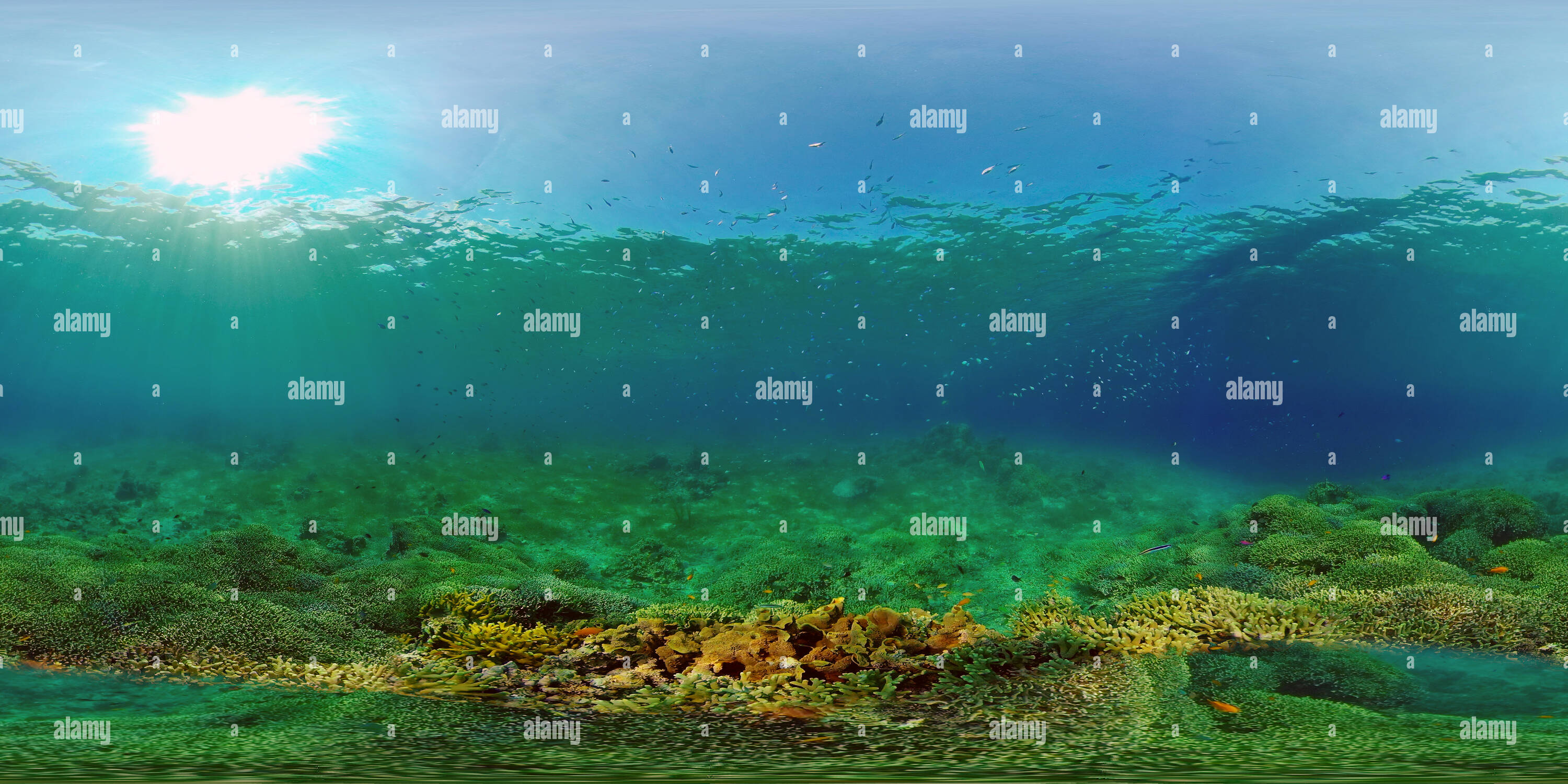 360° view of Beautiful underwater world with coral reef and tropical ...