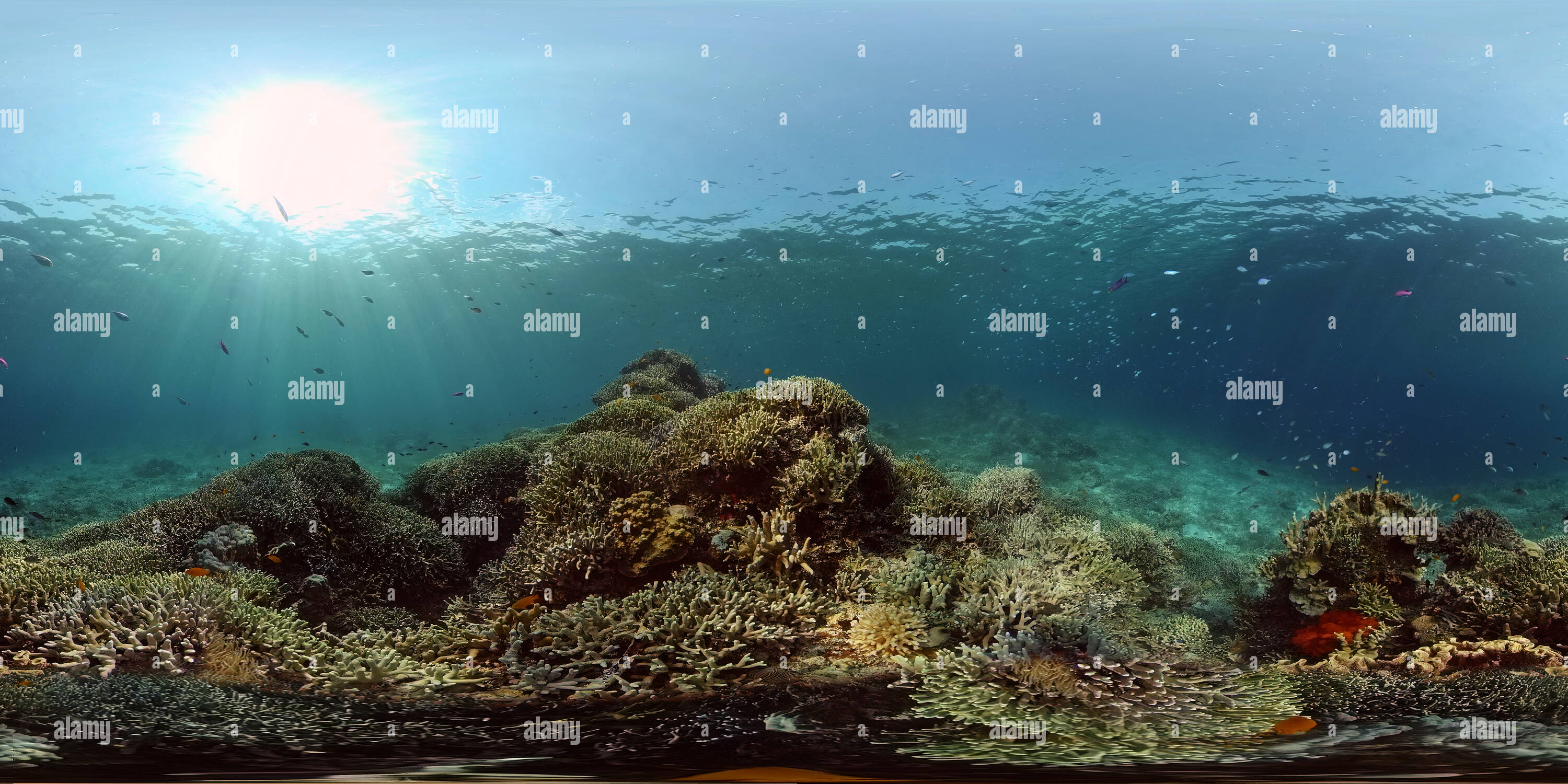 360° view of Beautiful underwater world with coral reef and tropical ...