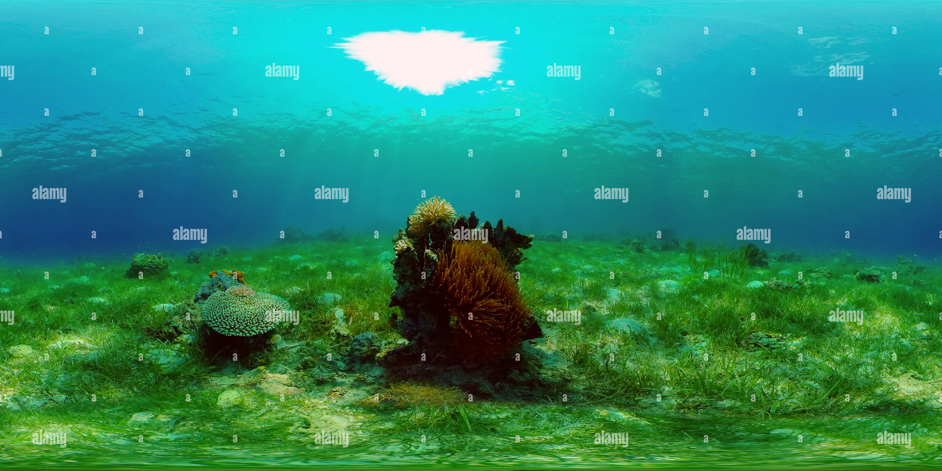 360° view of Tropical fishes and coral reef at diving - Alamy