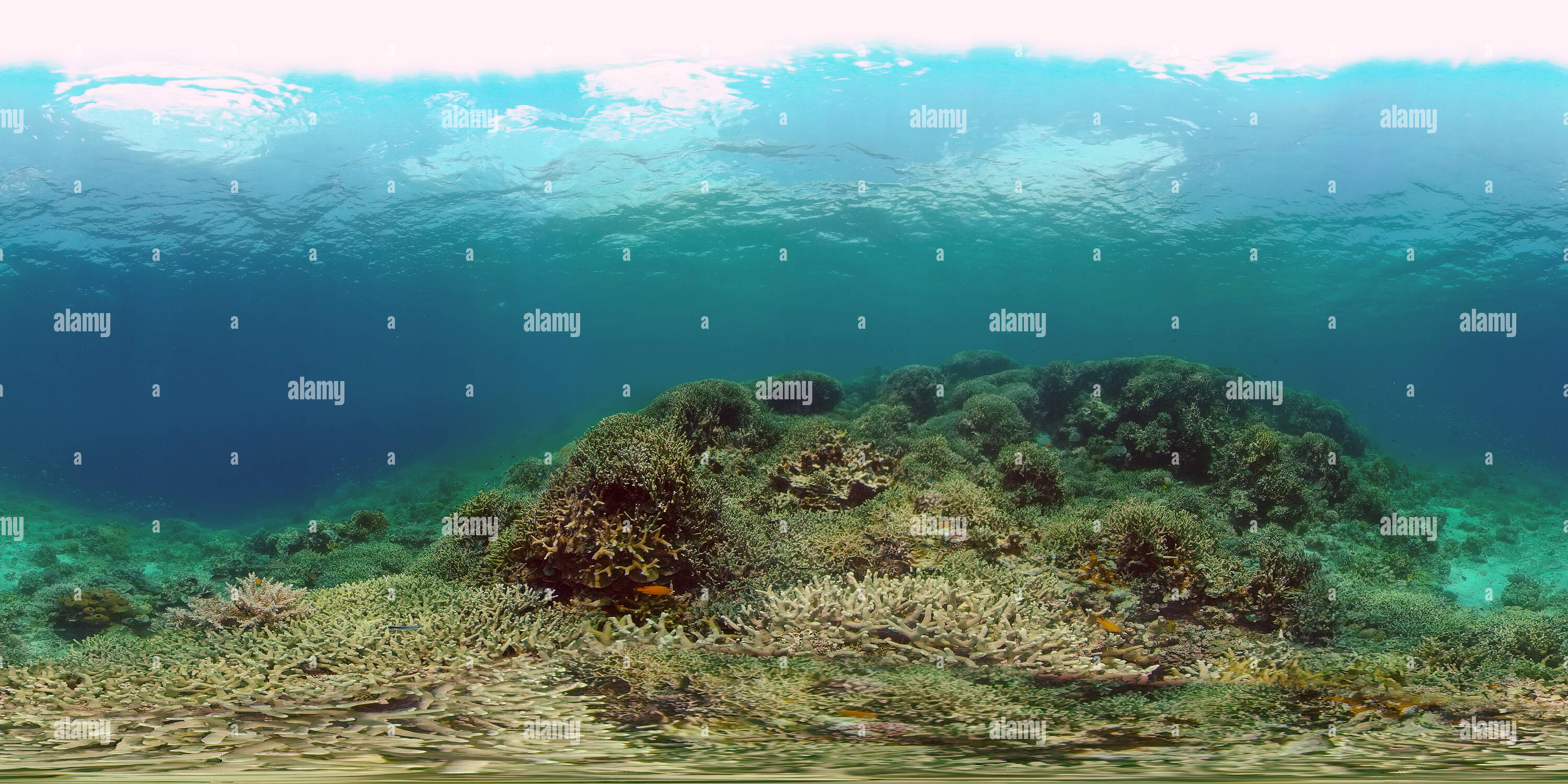 360° view of Tropical fishes and coral reef at diving - Alamy