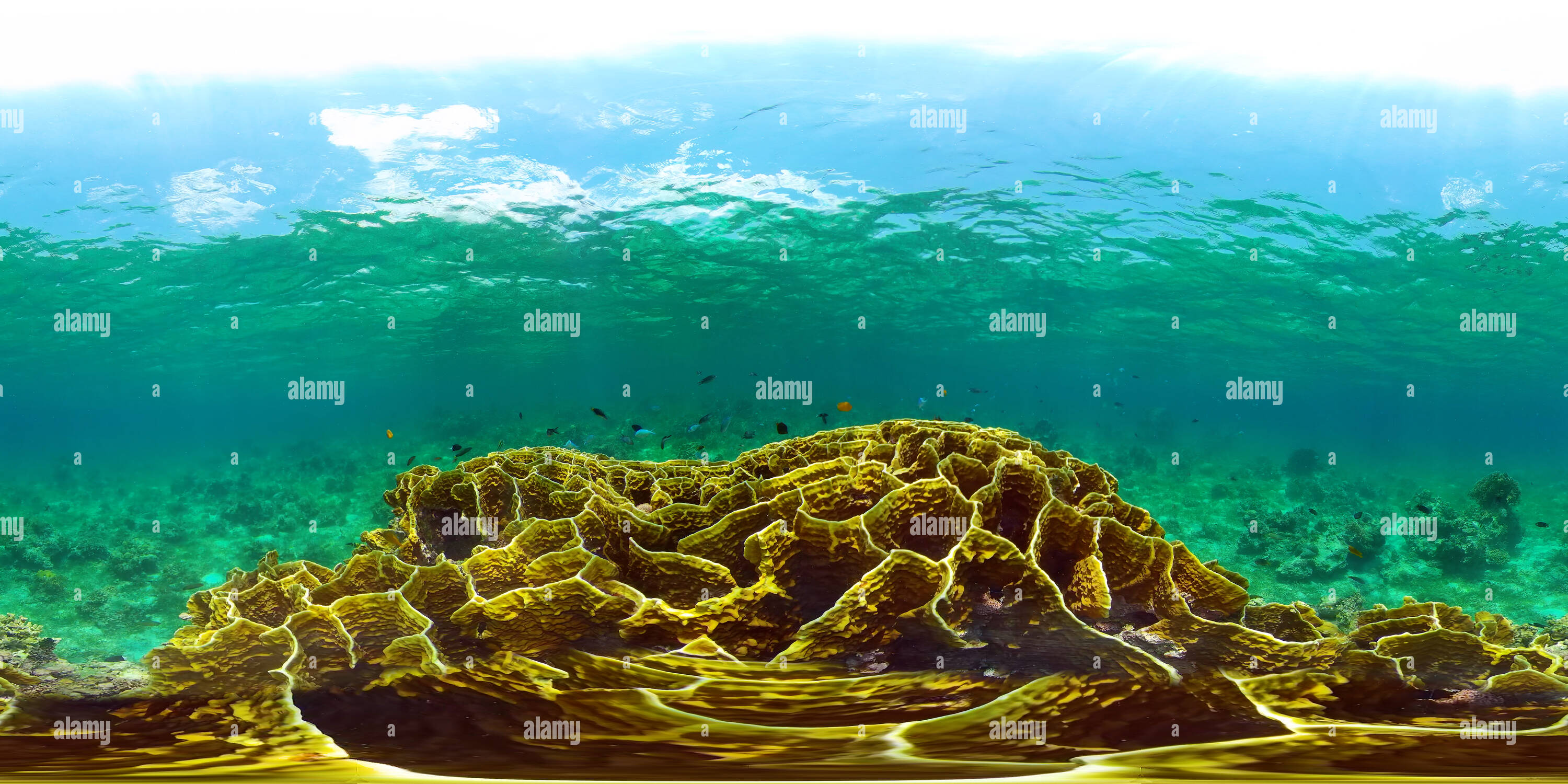 360° view of Tropical coral reef seascape with fishes, hard and soft ...