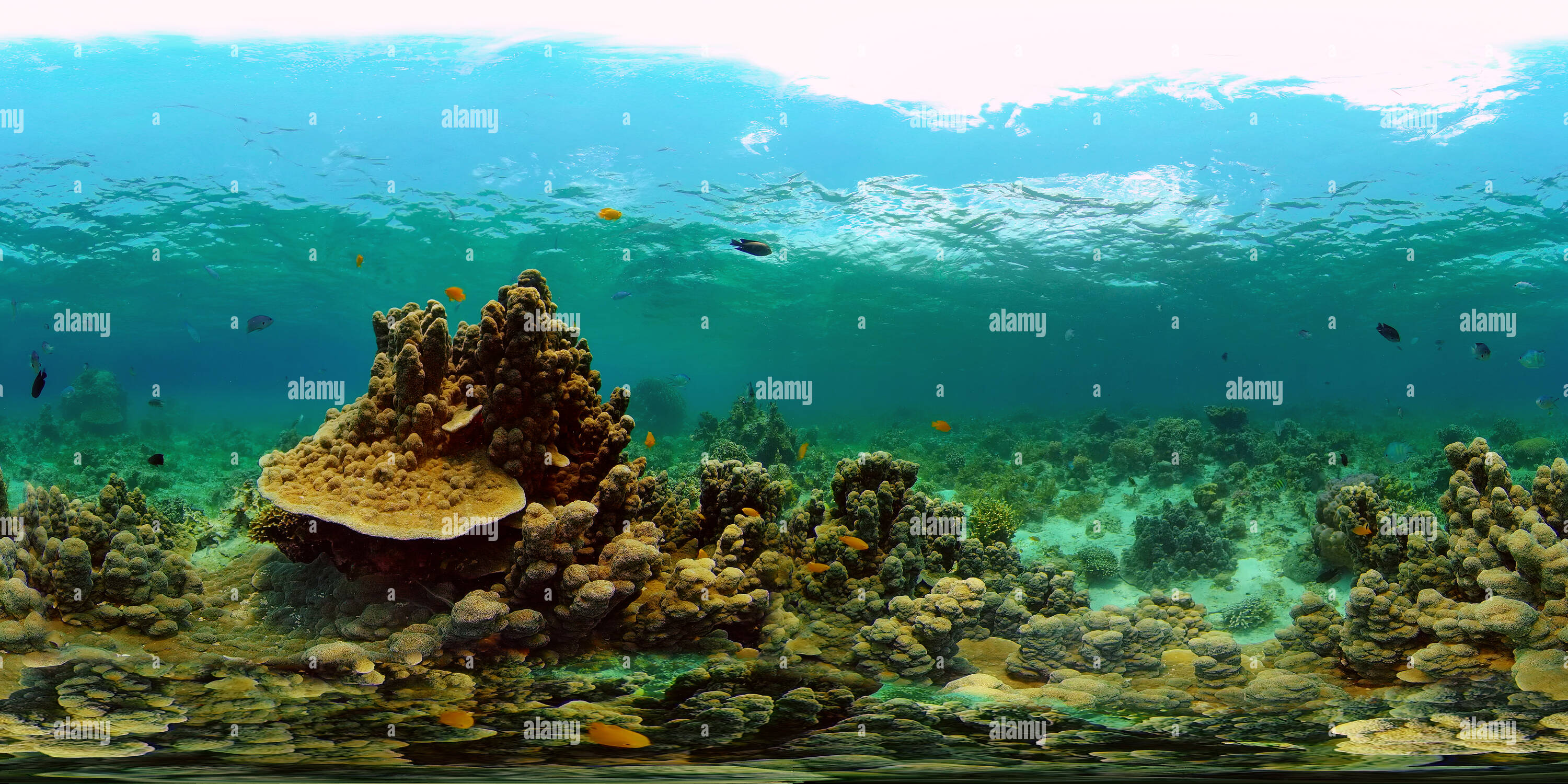 360° view of Tropical coral reef seascape with fishes, hard and soft ...