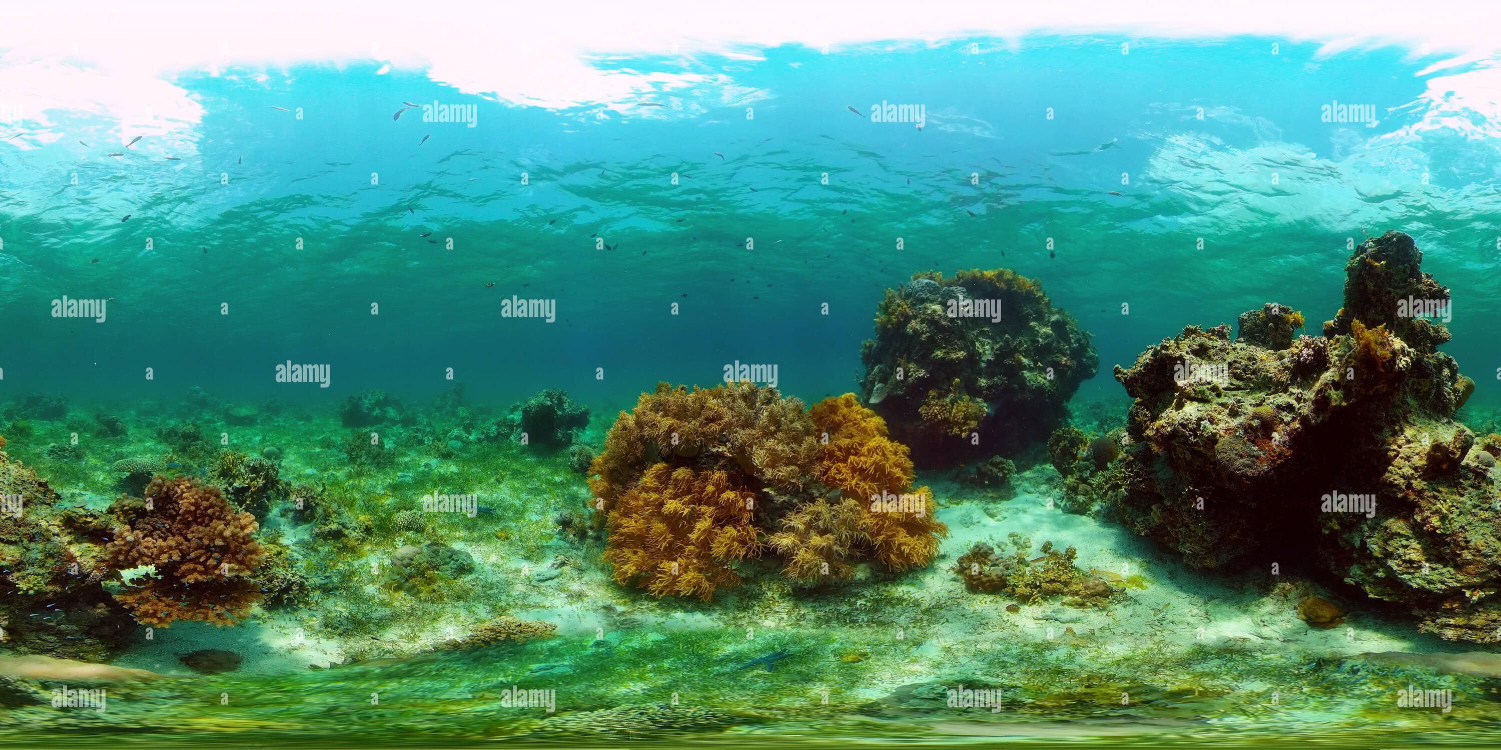 360° view of The Underwater World of the with Colored Fish and a Coral ...