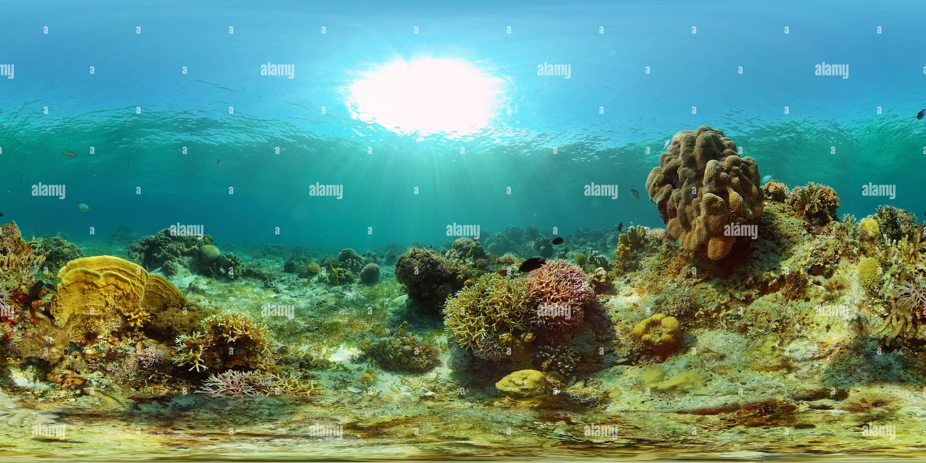 360° view of The Underwater World of the with Colored Fish and a Coral ...