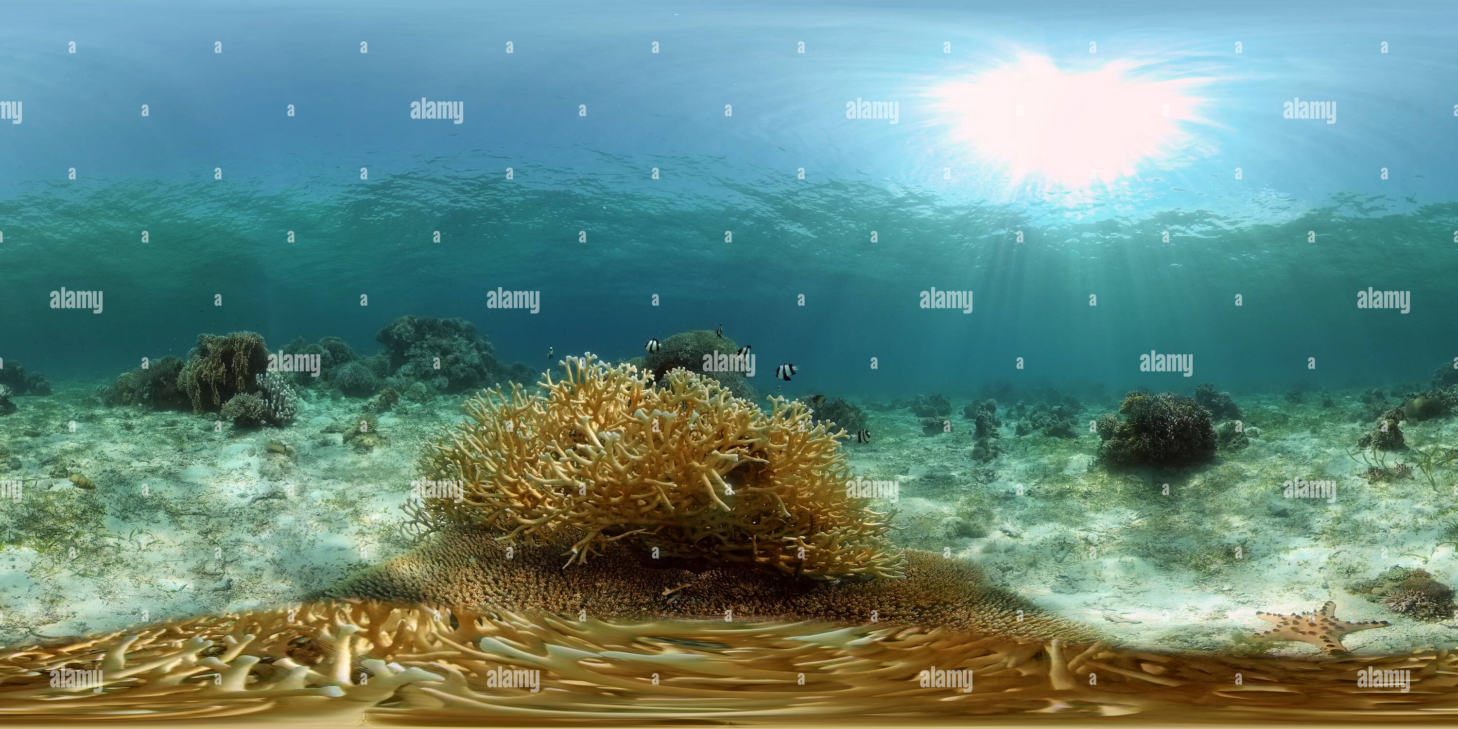 360° view of Tropical colourful underwater seascape - Alamy