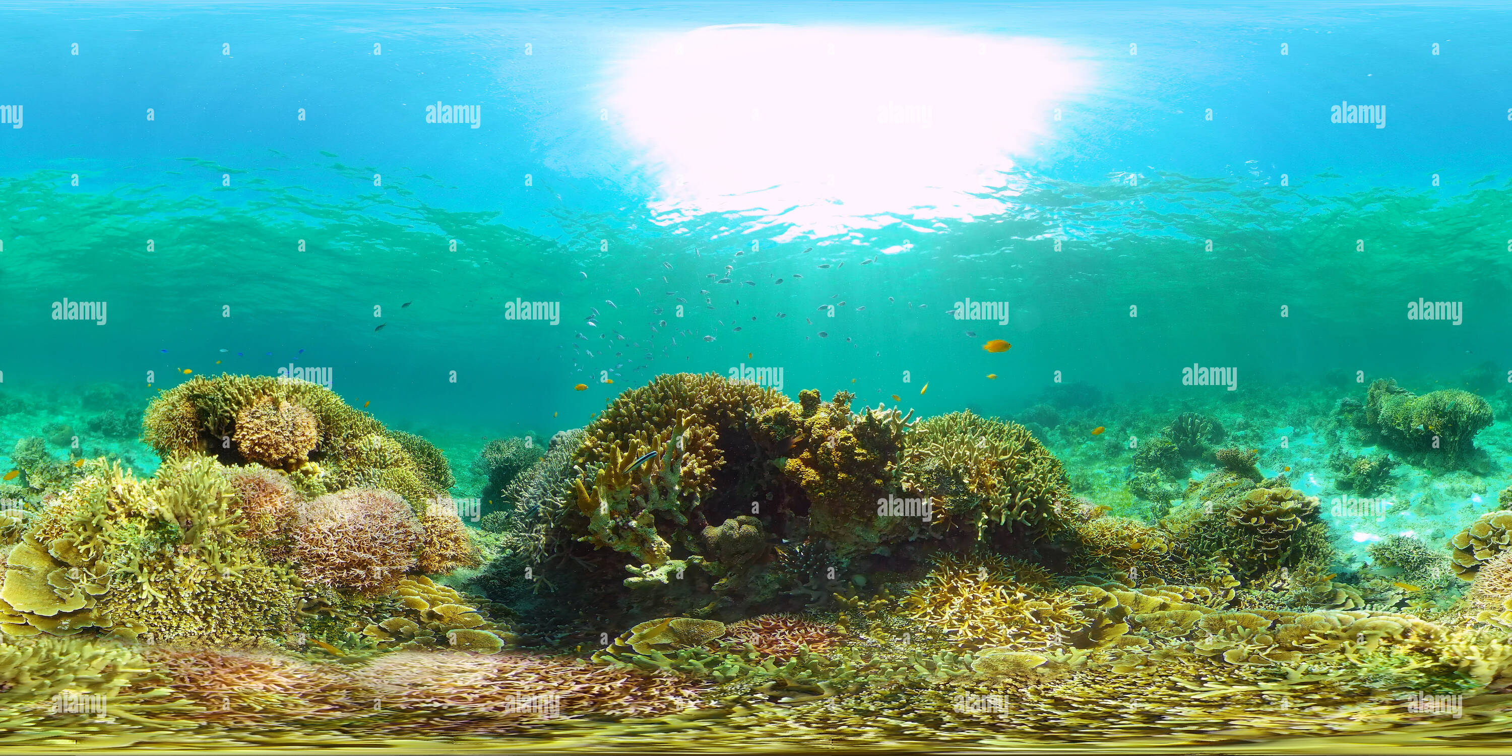 360° view of Tropical colourful underwater seascape - Alamy