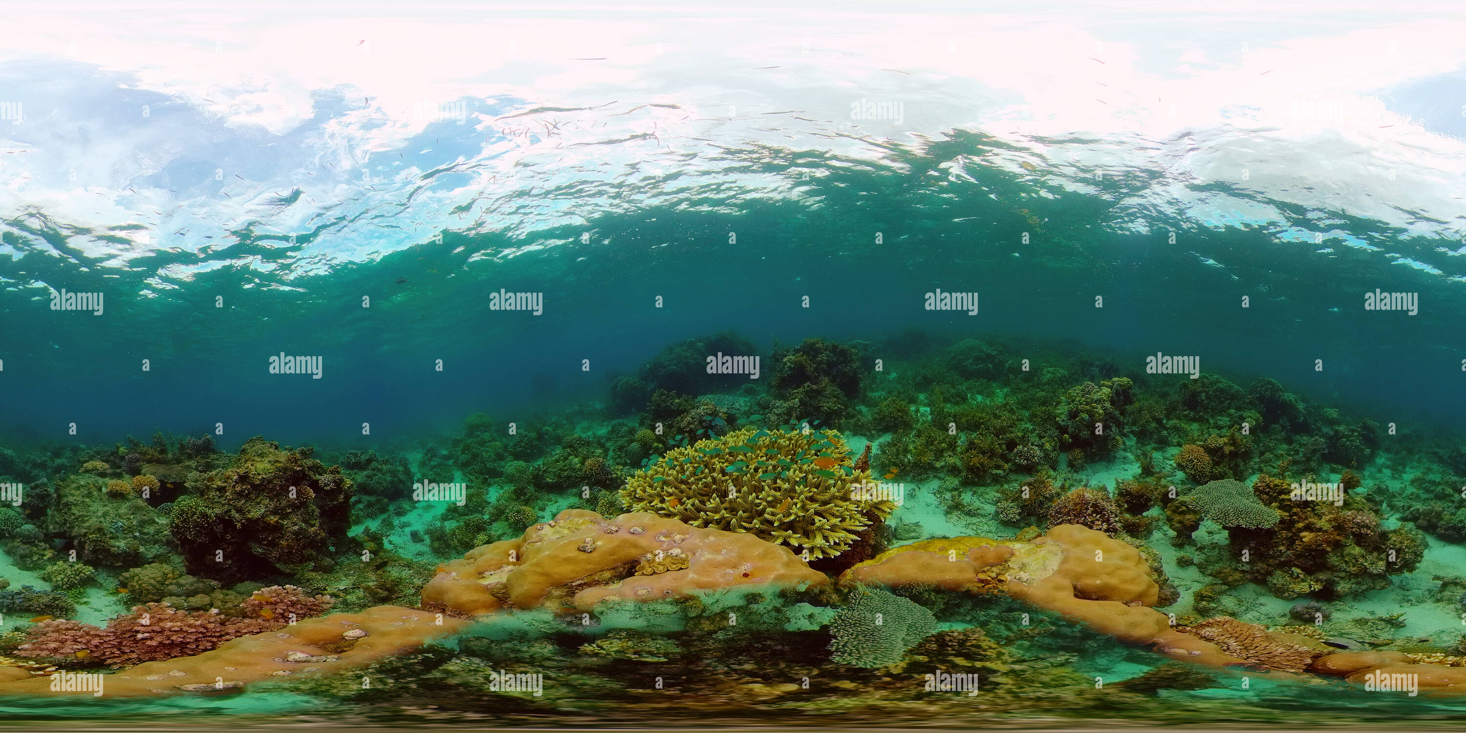 360° view of Underwater world with coral reef and tropical fishes - Alamy