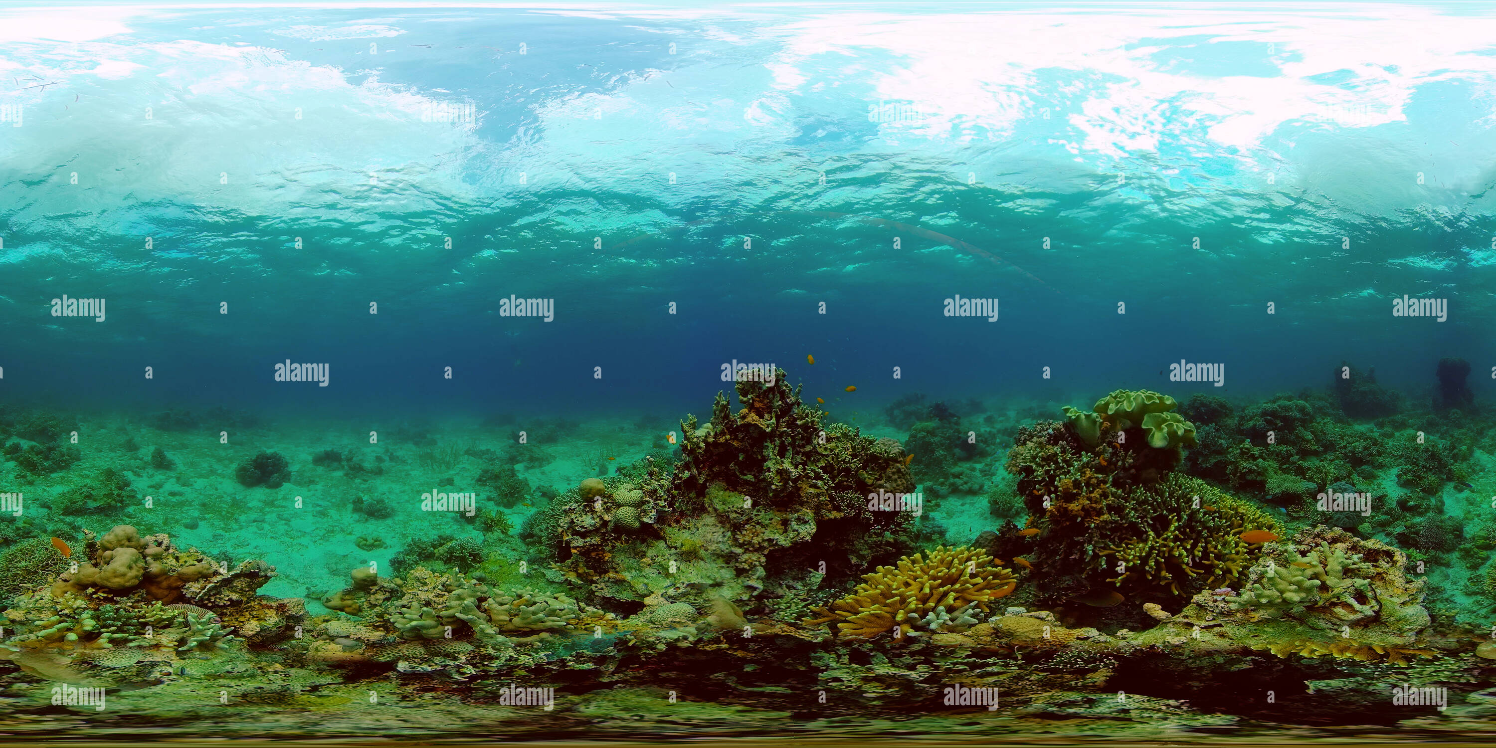 360° view of Underwater world with coral reef and tropical fishes - Alamy