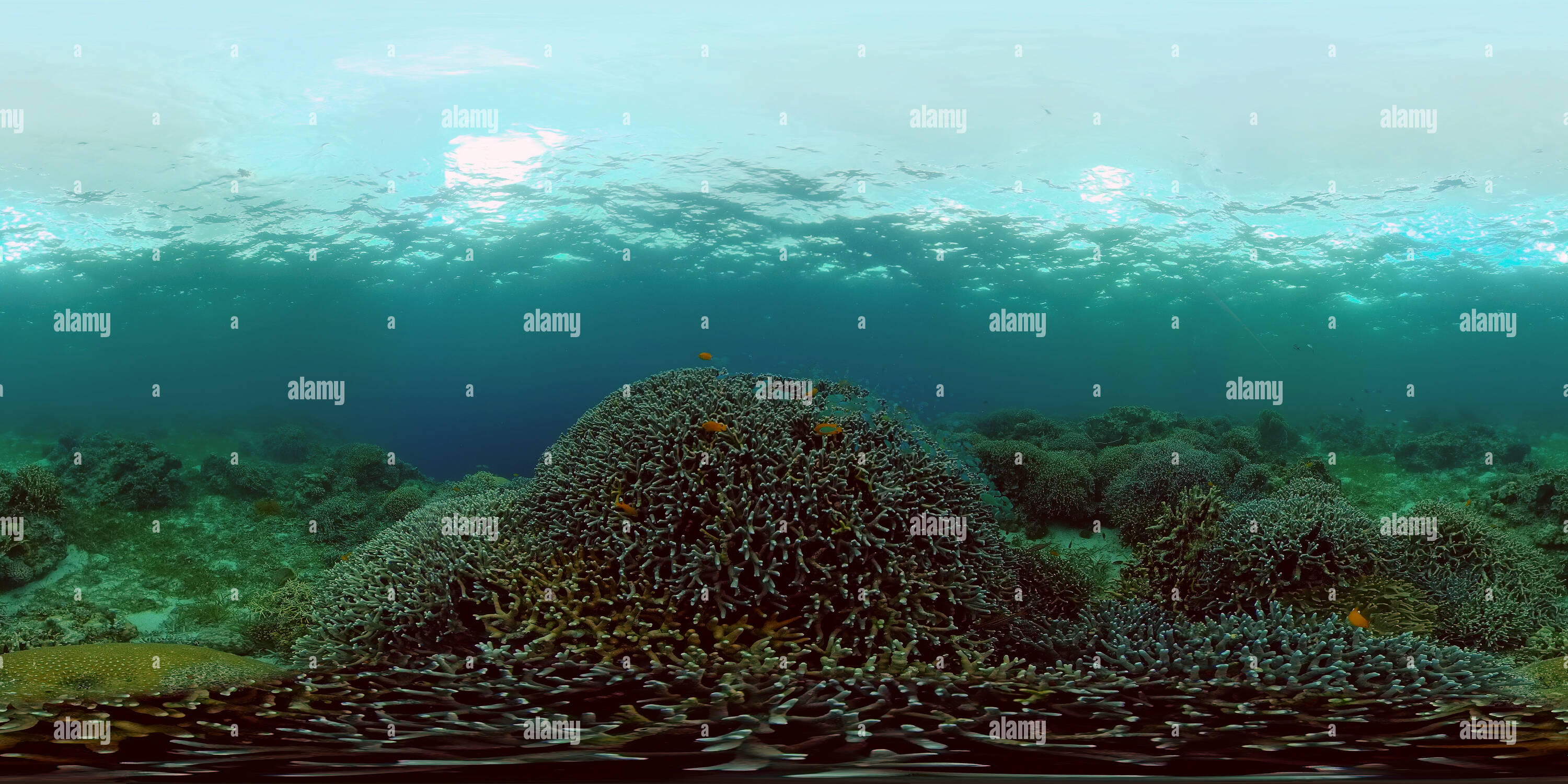 360° view of Coral Reef and Fishes Underwater. The underwater world of ...