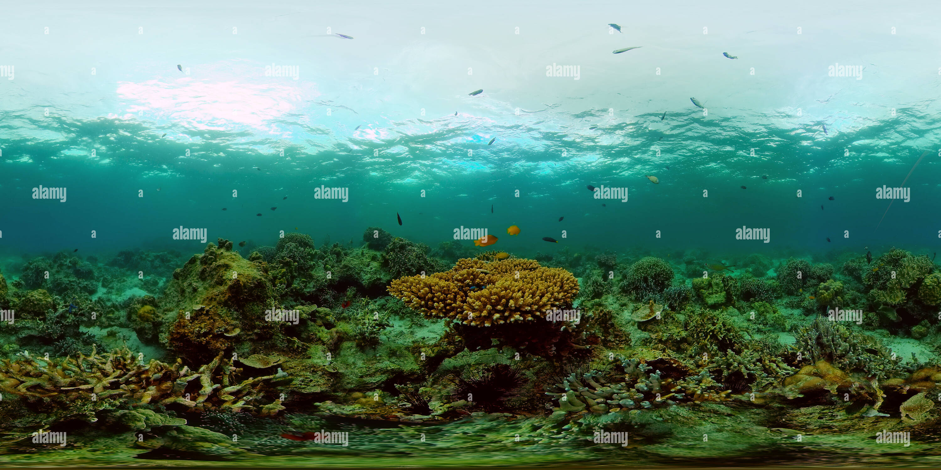 360° view of Coral Reef and Fishes Underwater. The underwater world of ...