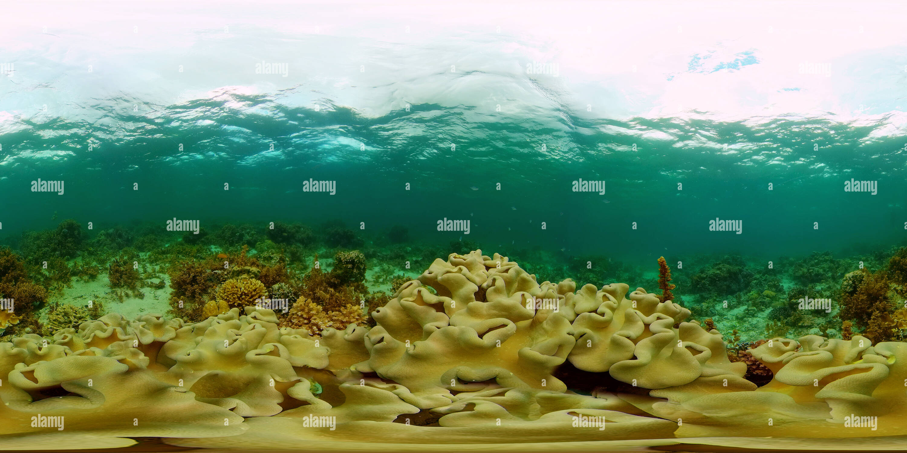 360° view of Coral Reef and Fishes Underwater. The underwater world of ...