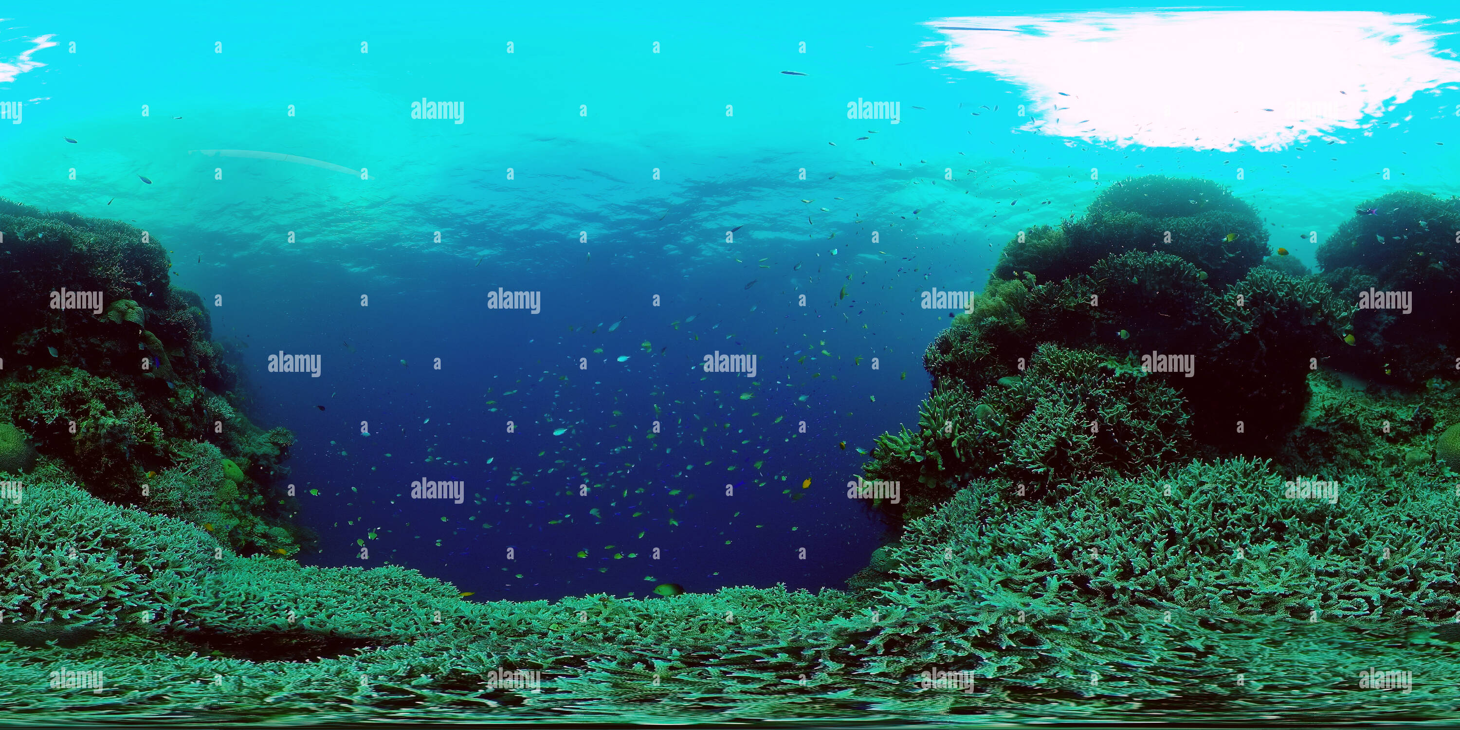 360° view of Marine life sea world. Underwater fish reef marine - Alamy