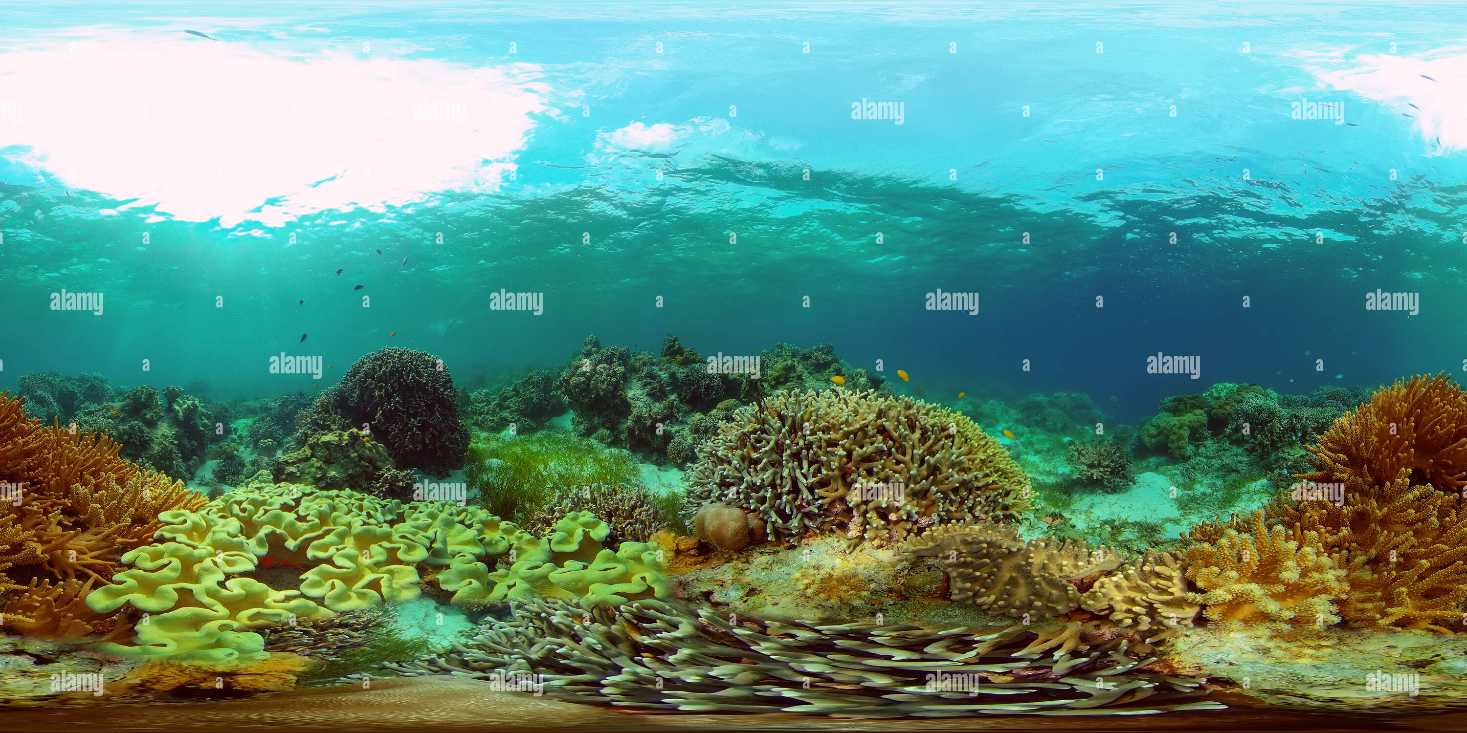 360° view of The underwater world of coral reef with fishes at diving ...