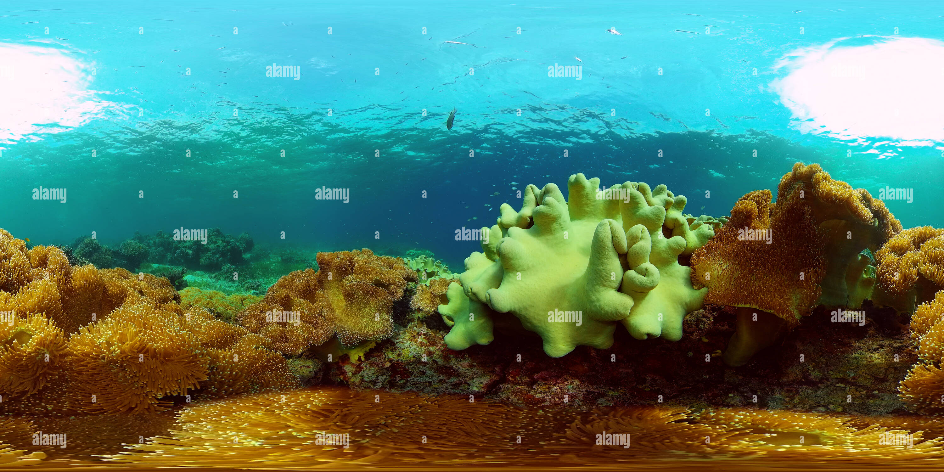 360° view of Tropical underwater sea fish. Philippines - Alamy