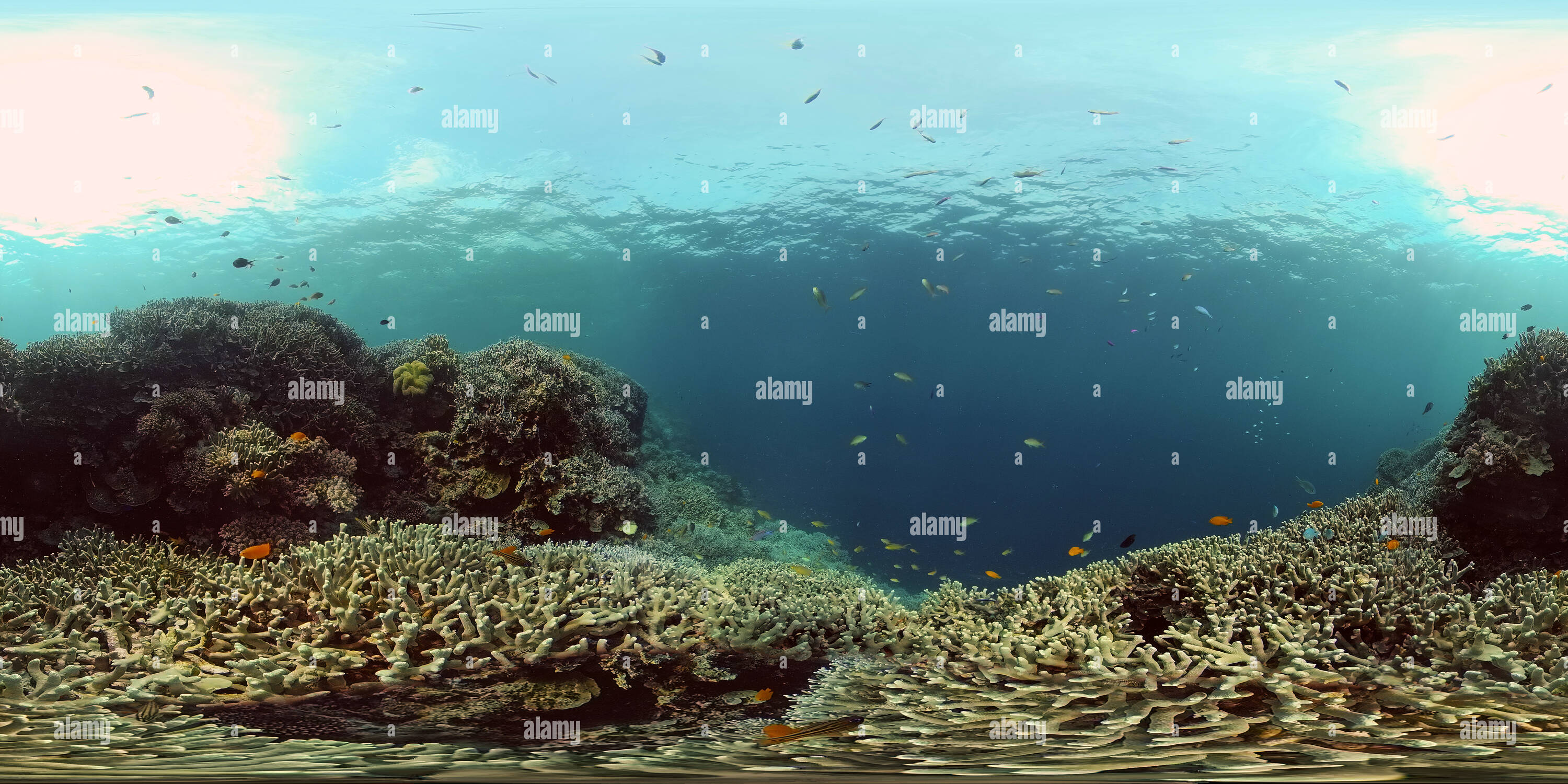 360° view of Tropical underwater sea fish. Philippines - Alamy