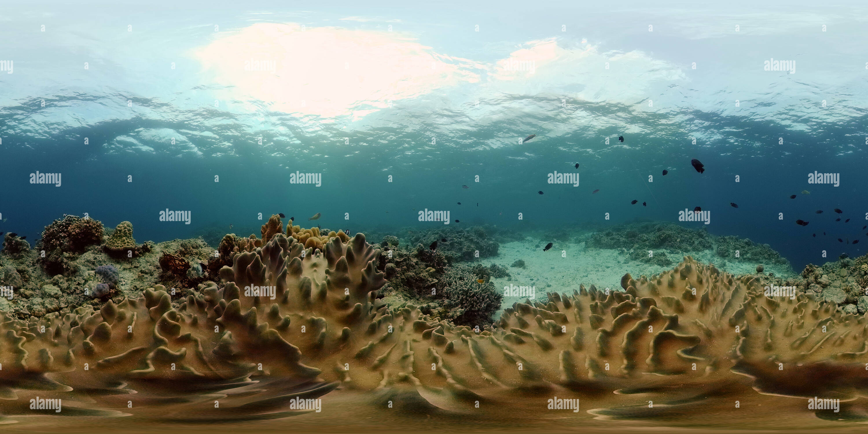 360° view of Tropical underwater sea fish. Philippines - Alamy