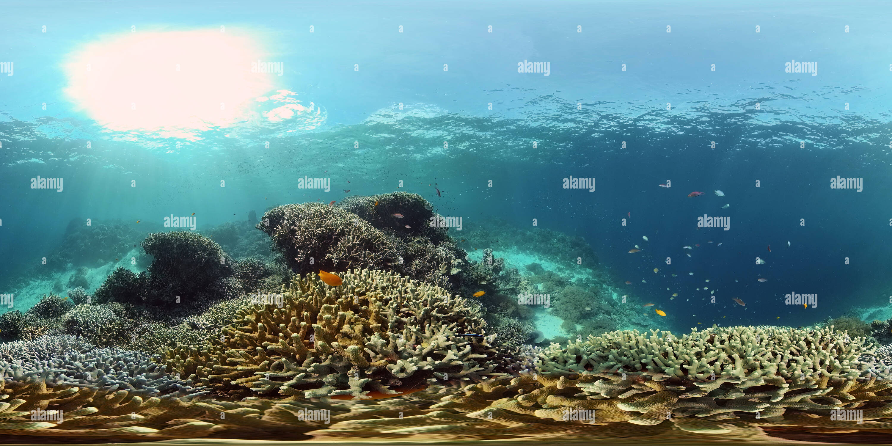 360° view of Beautiful underwater world with coral reef and tropical ...