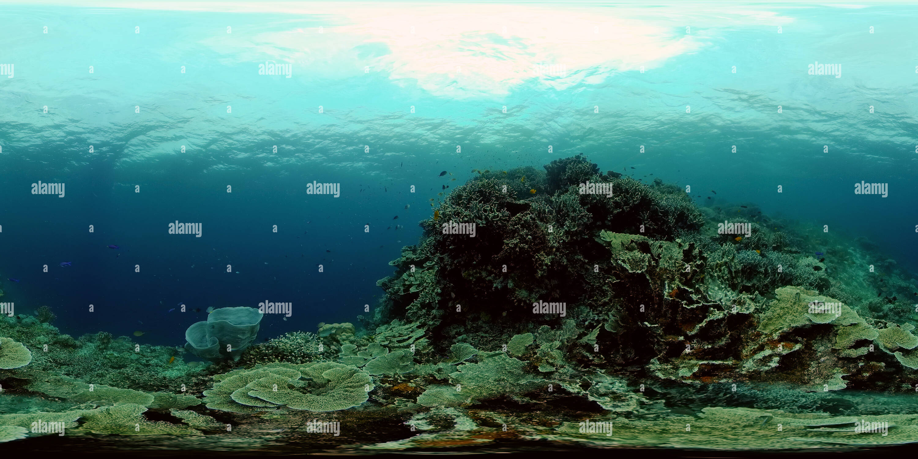Underwater blue sea tropical water hi-res stock photography and images ...