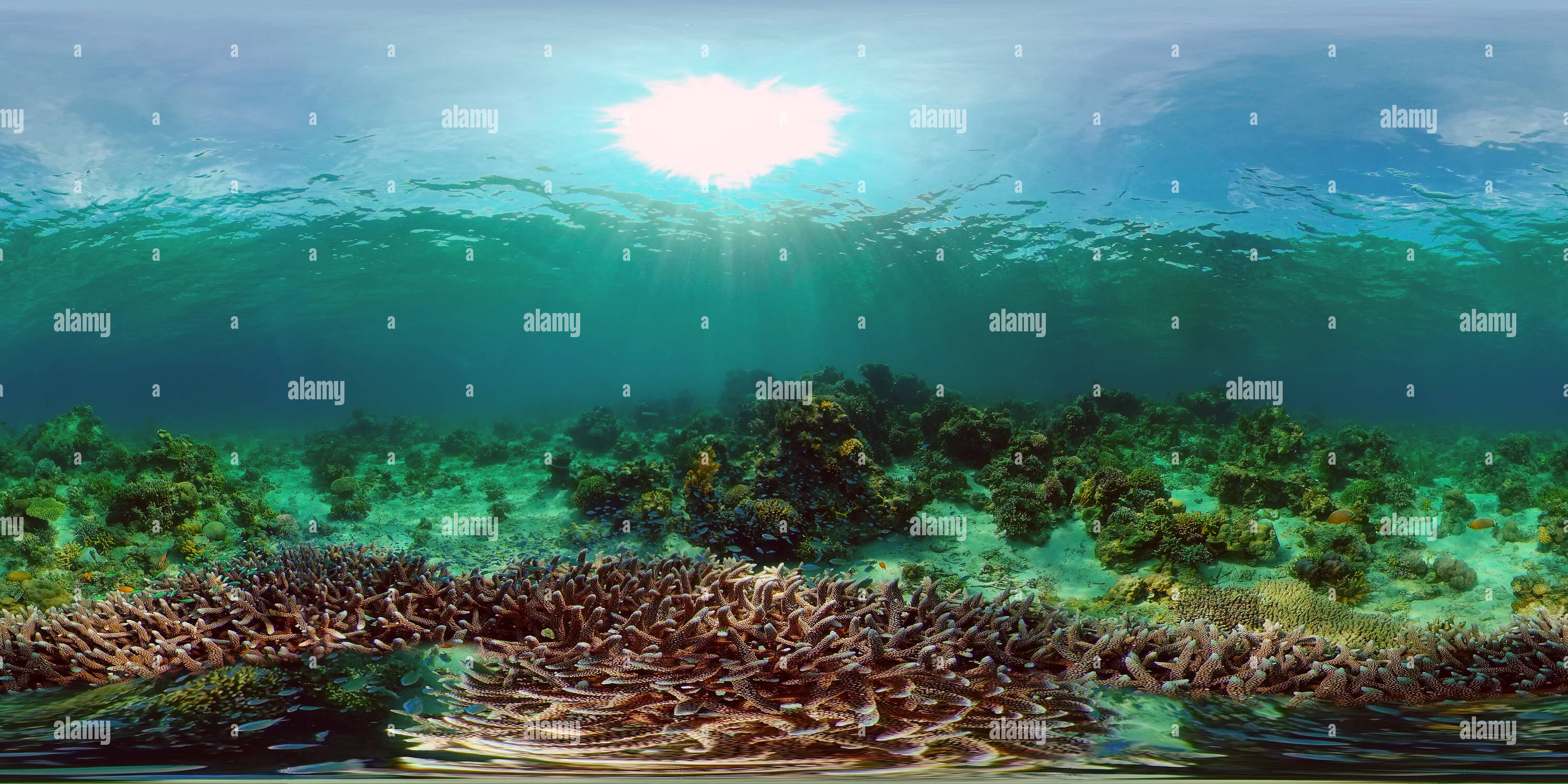 Tropical seascape underwater colourful fish hi-res stock photography ...