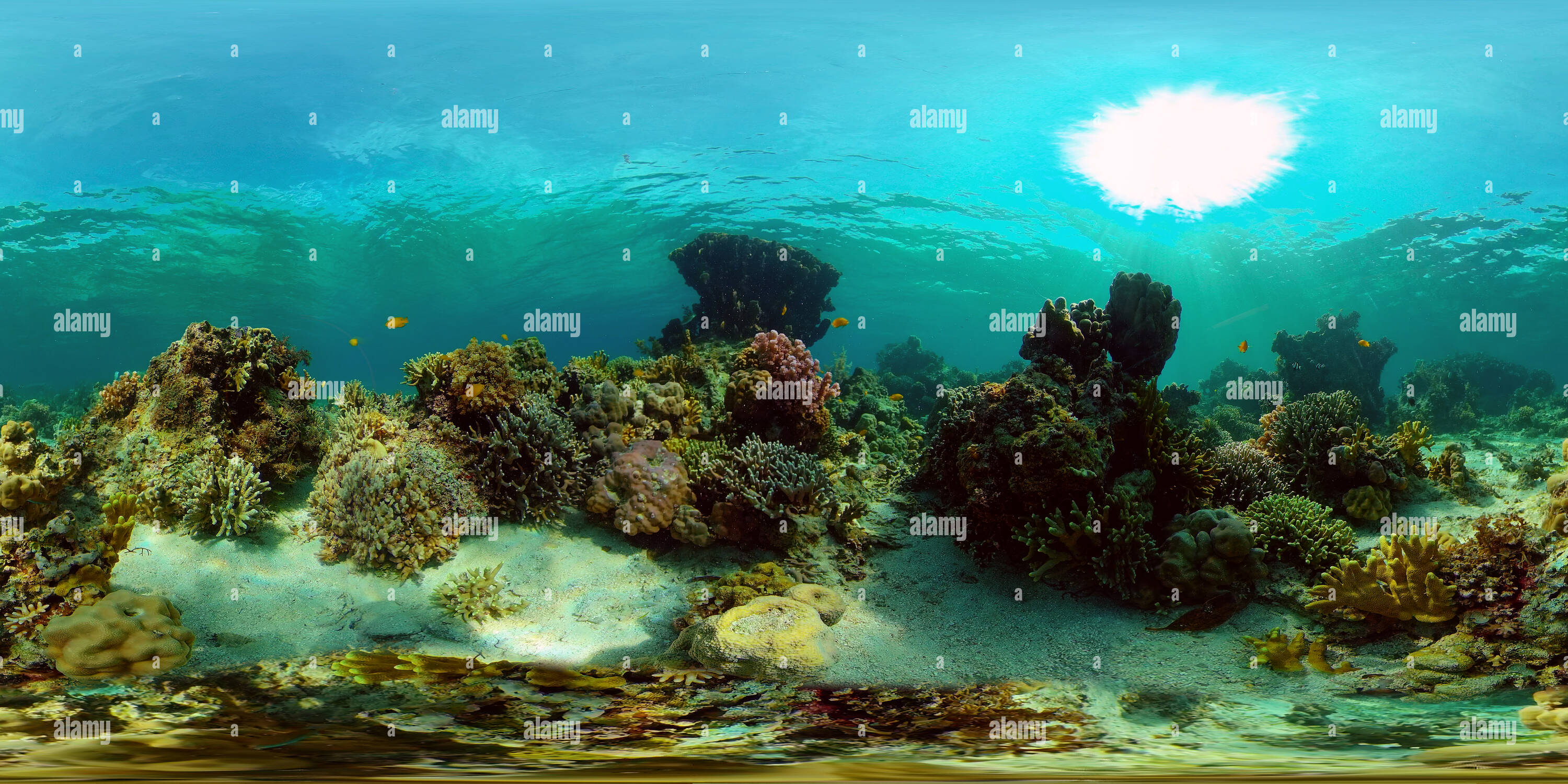 Tropical seascape underwater colourful fish hi-res stock photography ...