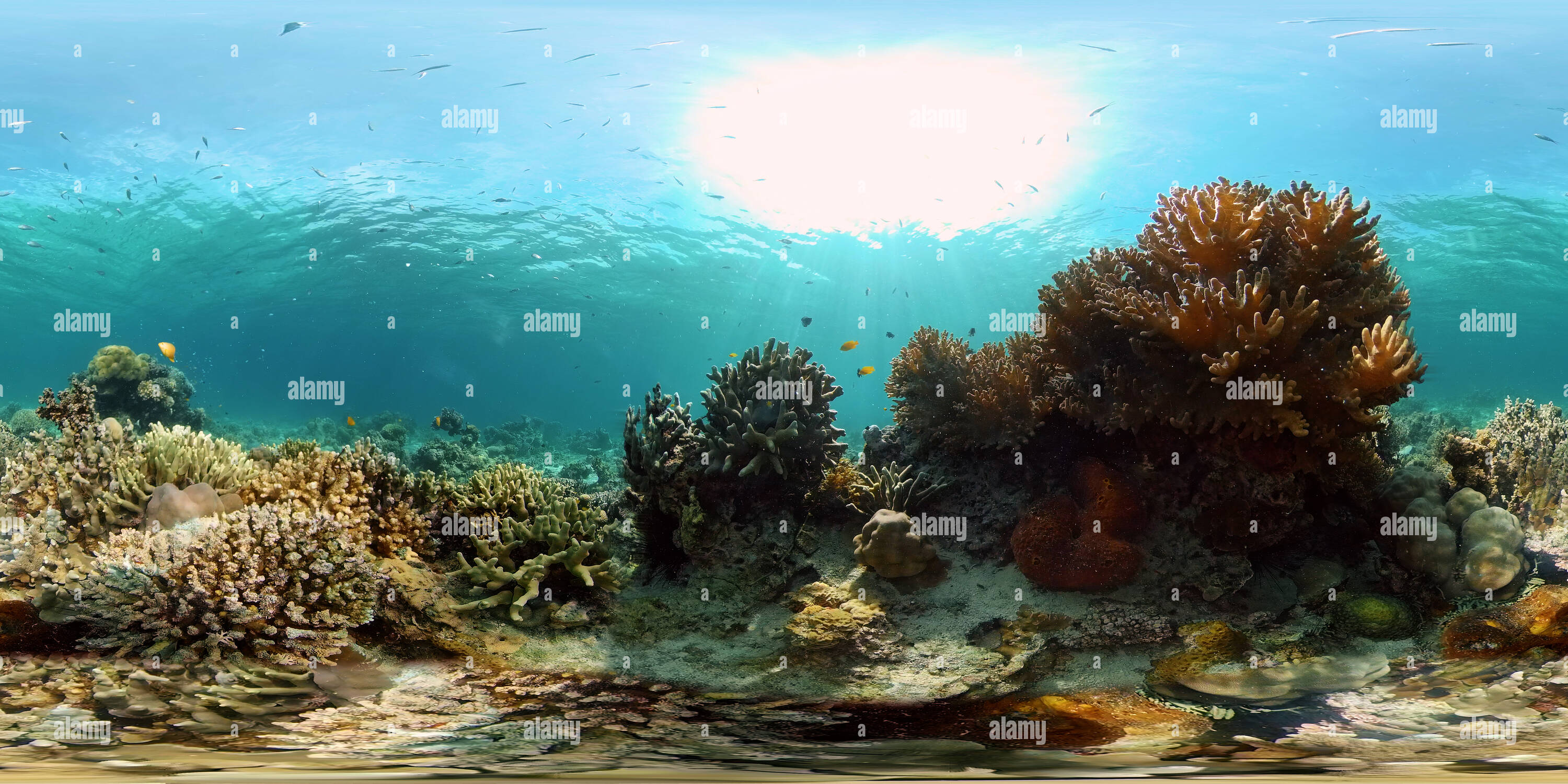 360° view of Underwater fish reef marine. Tropical colourful underwater ...