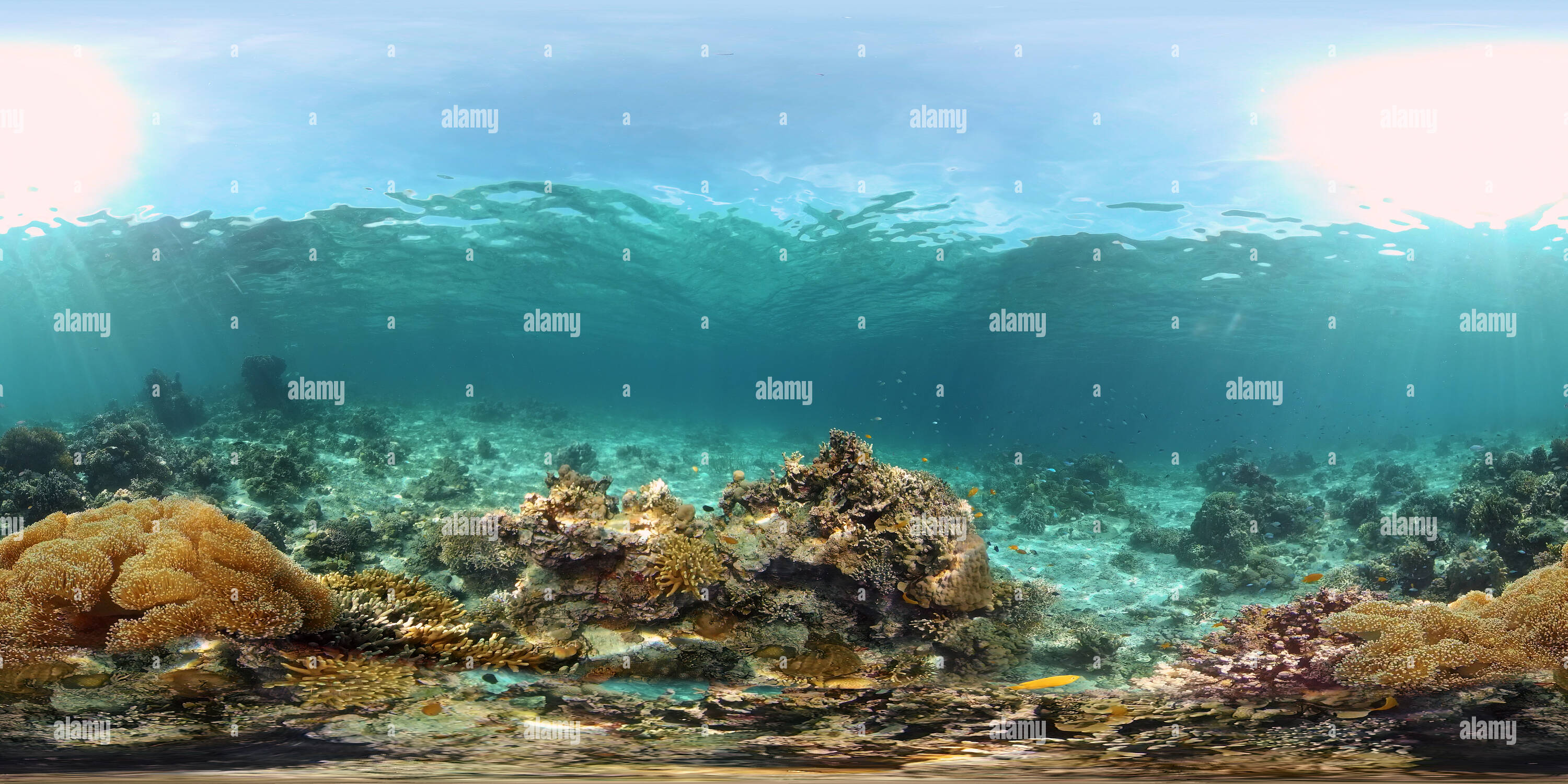 Colourful tropical coral reef scene hi-res stock photography and images ...