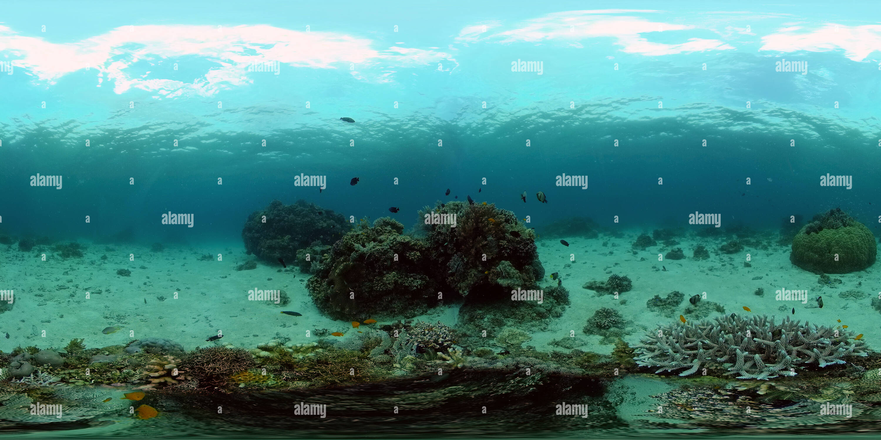 360° view of The underwater world of coral reef with fishes at diving ...