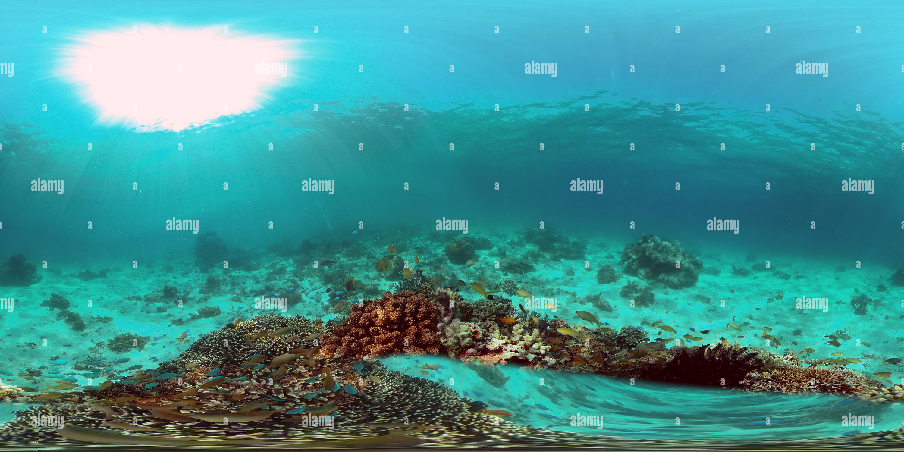 Colourful tropical coral reef scene hi-res stock photography and images ...