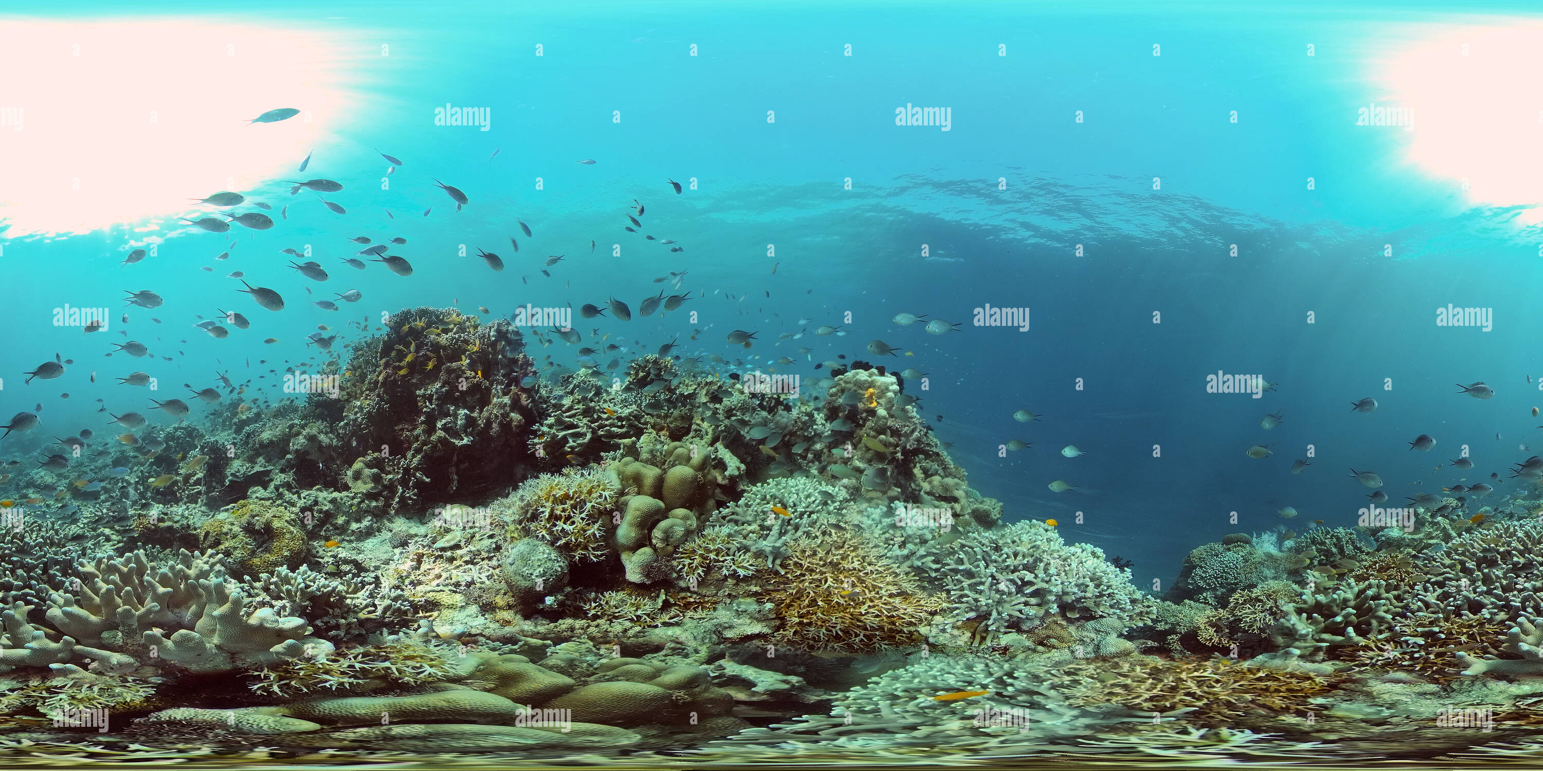 360° view of Colourful tropical coral reef. Scene reef - Alamy