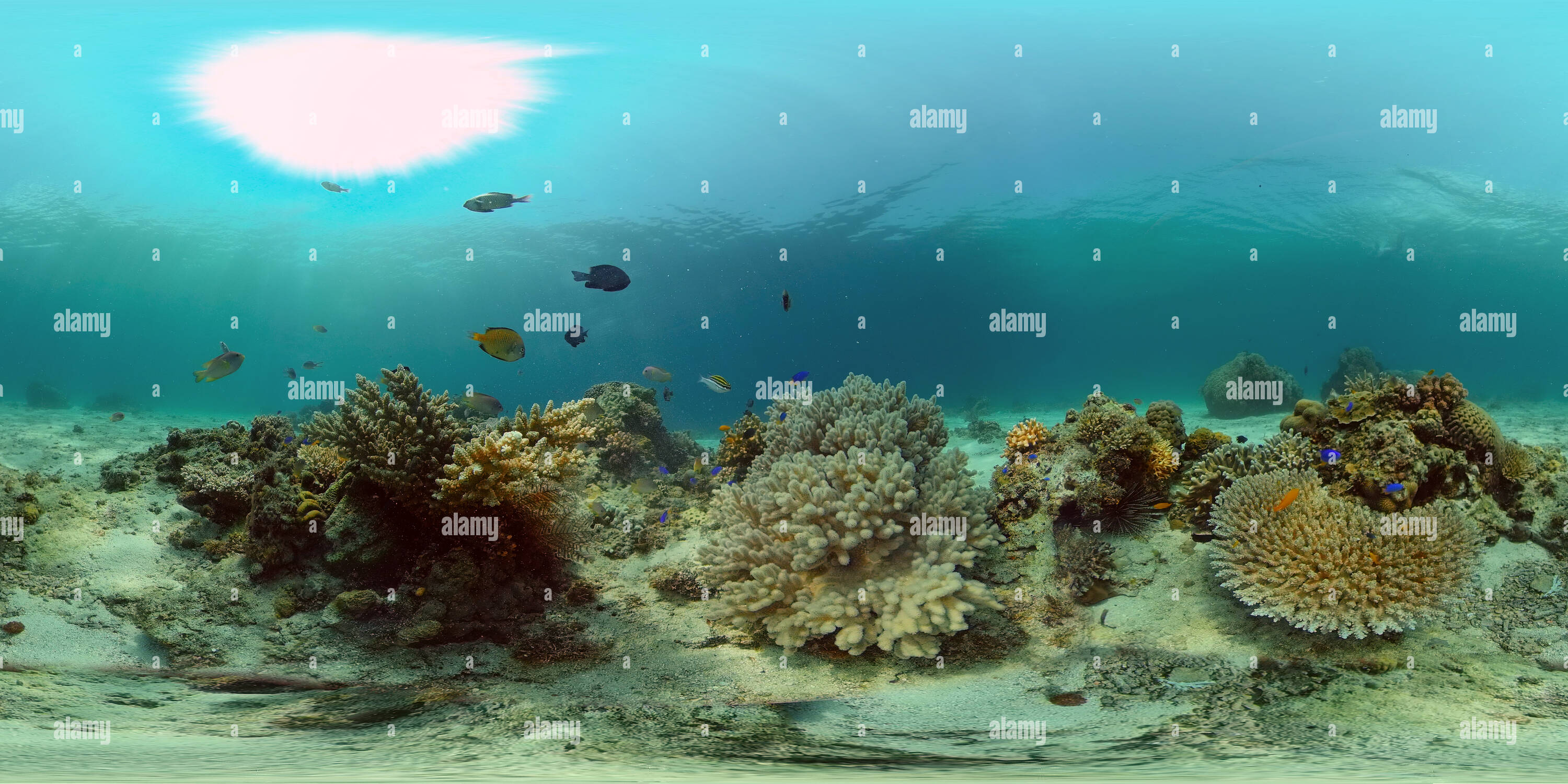 360° view of Underwater Tropical Reef View. Tropical fish reef marine ...