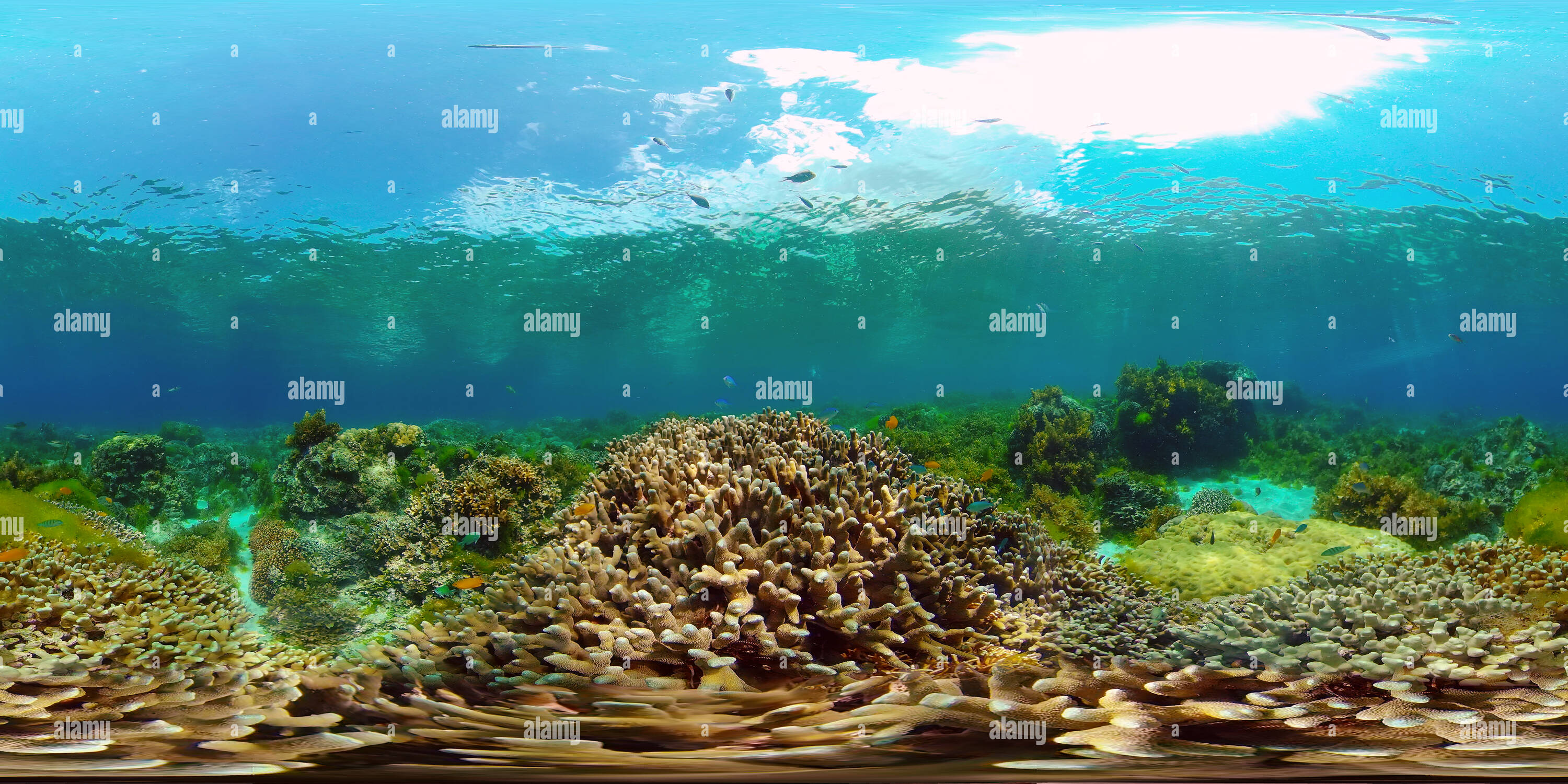 360° view of Underwater Tropical Reef View. Tropical fish reef marine ...