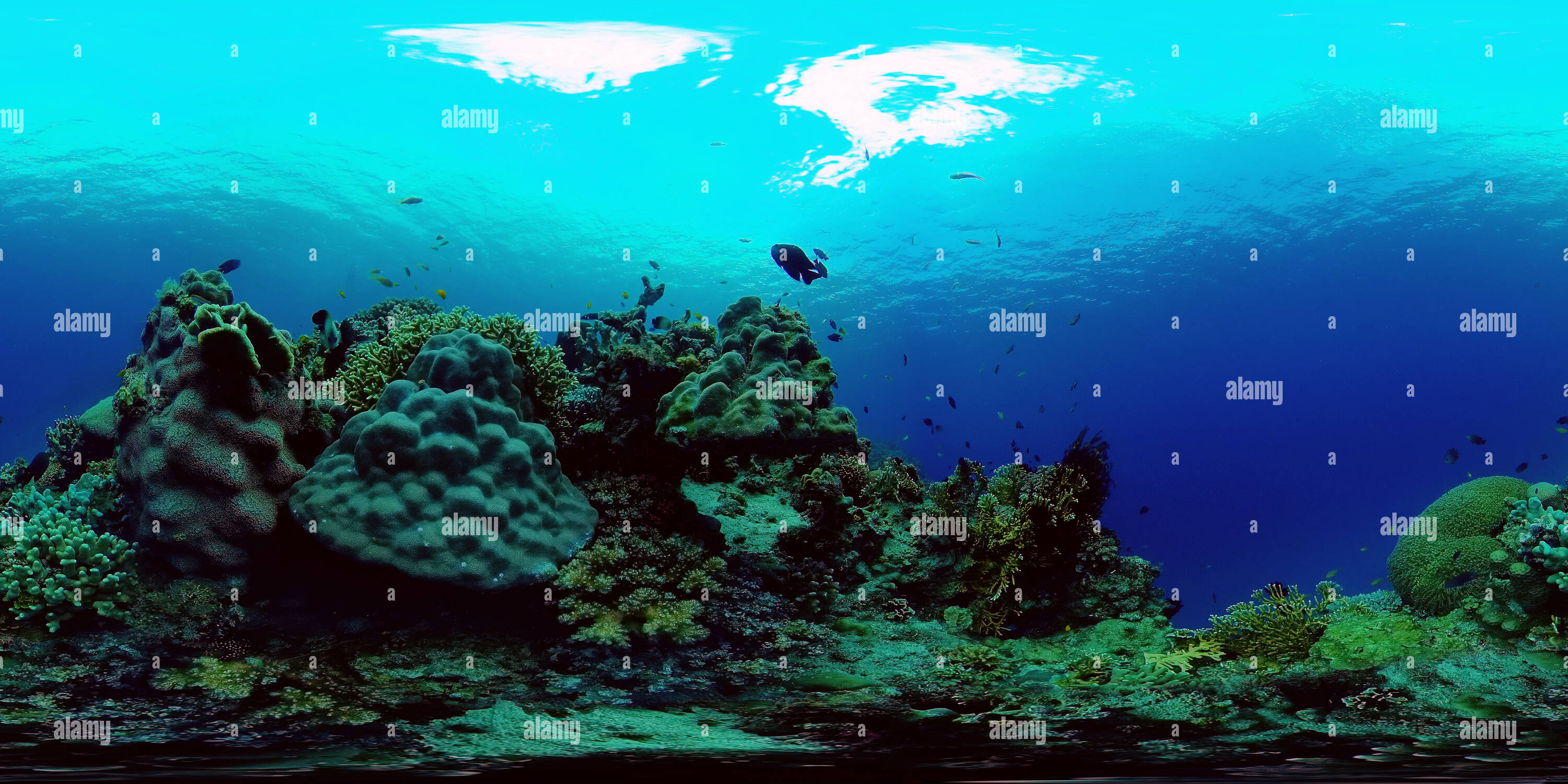 360° view of Underwater world with coral reef and tropical fishes - Alamy