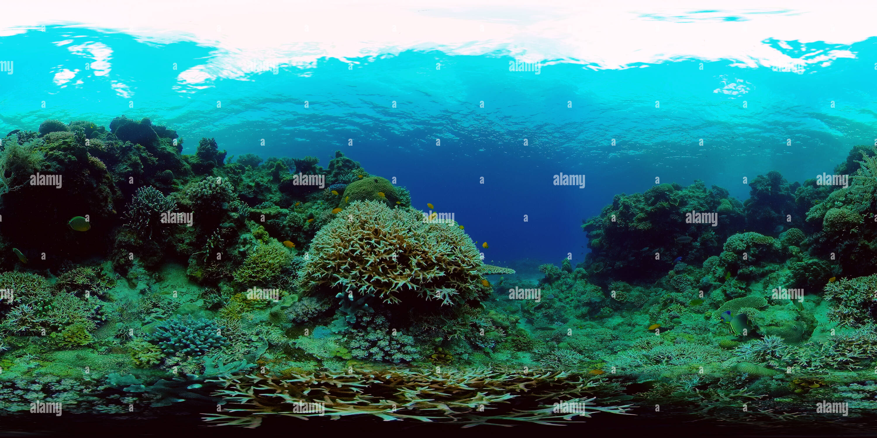 360° view of Underwater world with coral reef and tropical fishes - Alamy