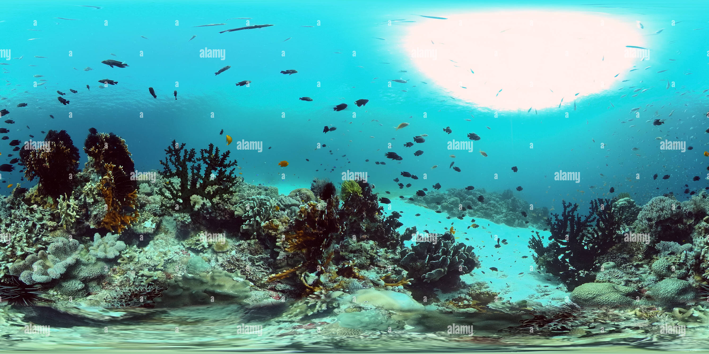 360° view of Tropical coral reef and fishes underwater. Hard and soft ...