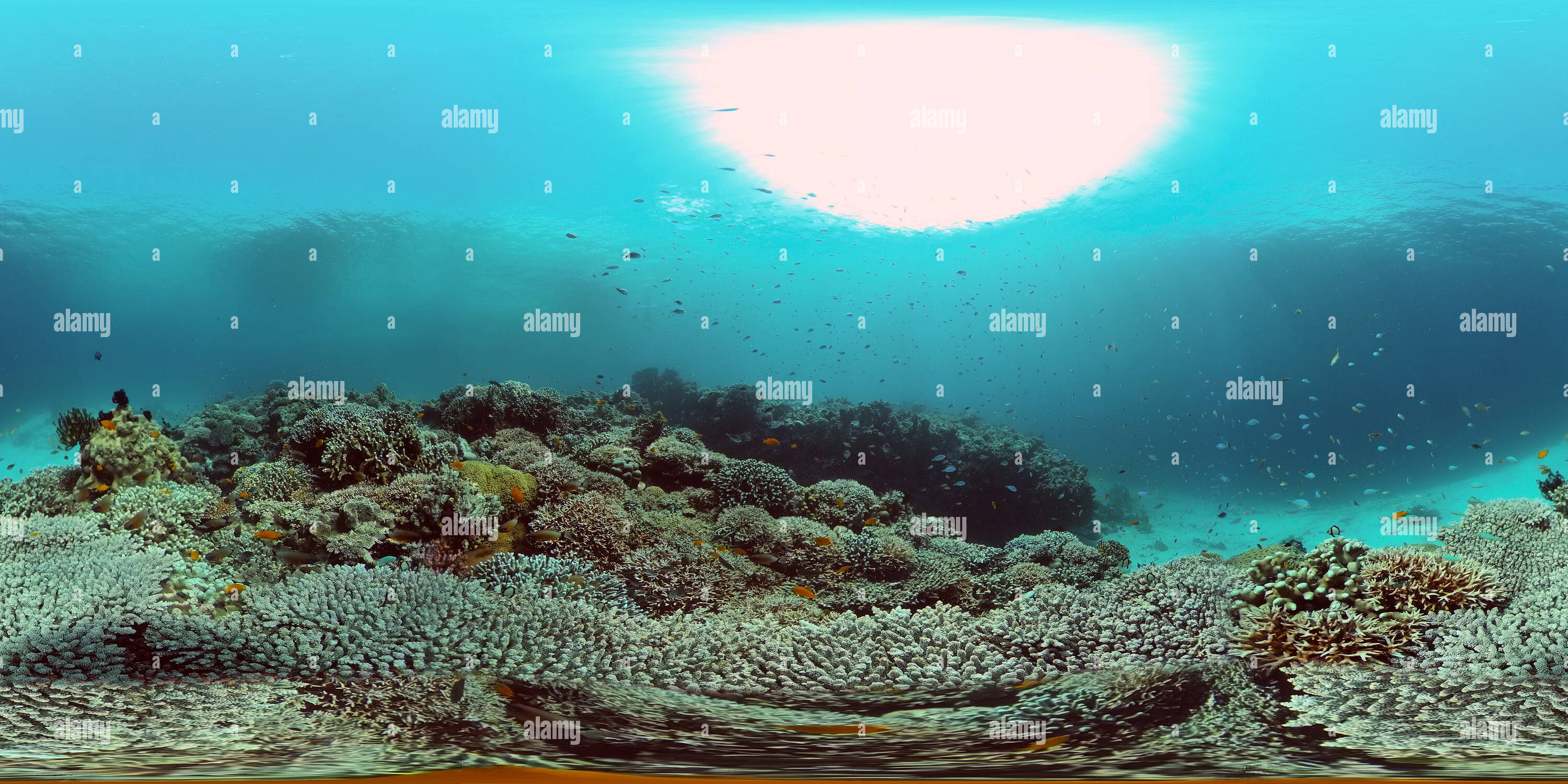 360° view of Tropical coral reef and fishes underwater. Hard and soft ...
